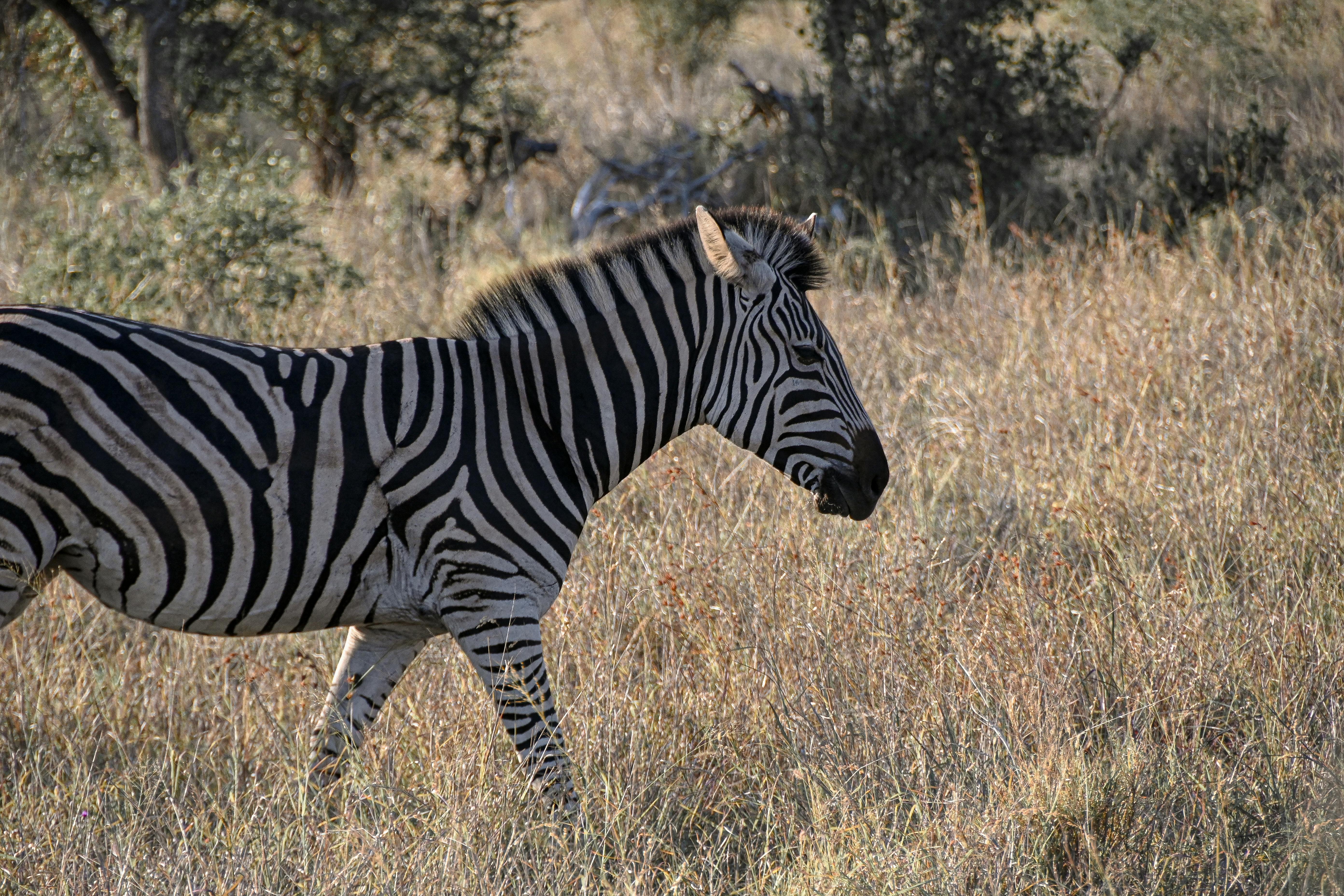 Black and White Zebra Standing during Daytime · Free Stock Photo