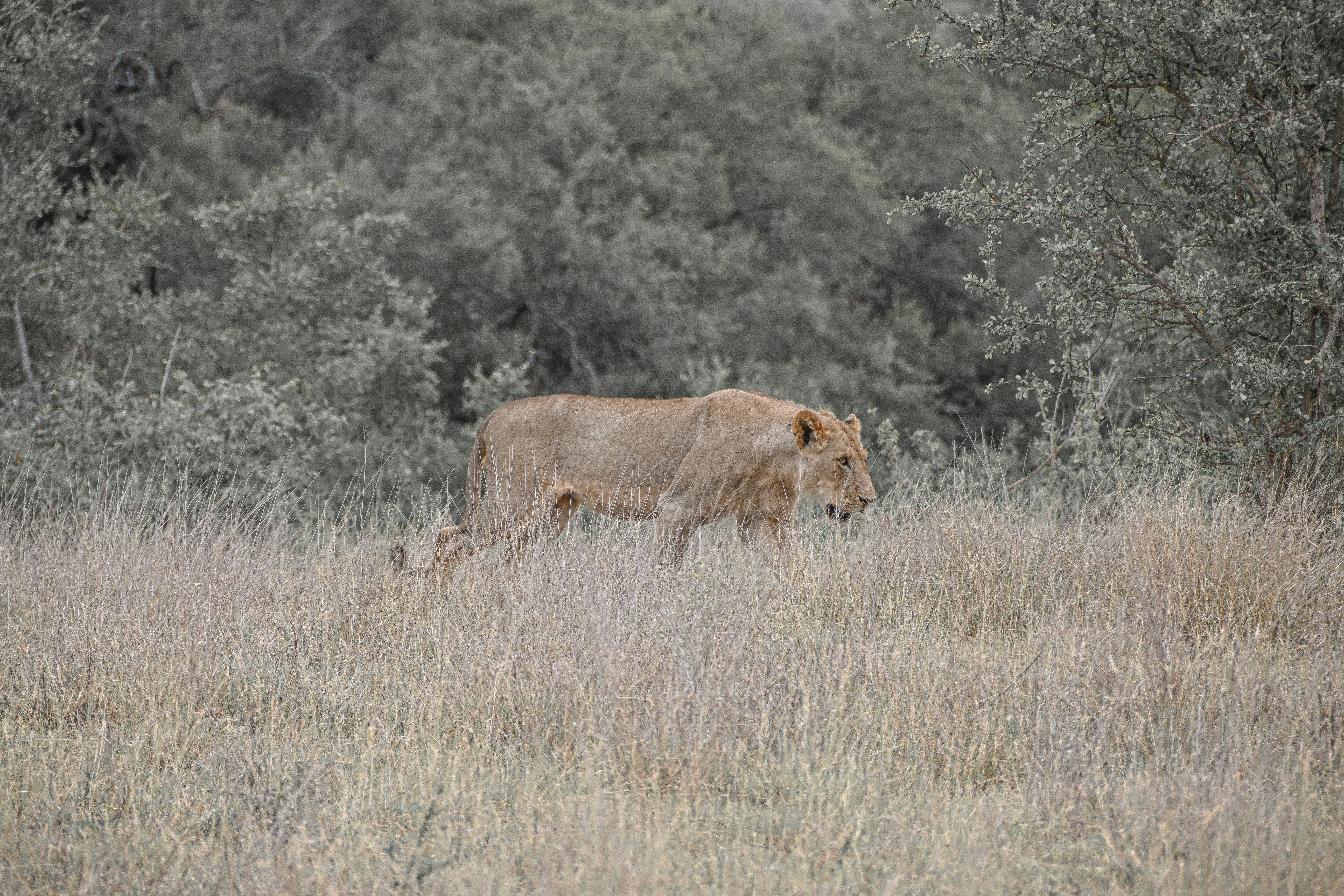 Scary Lion · Free Stock Photo