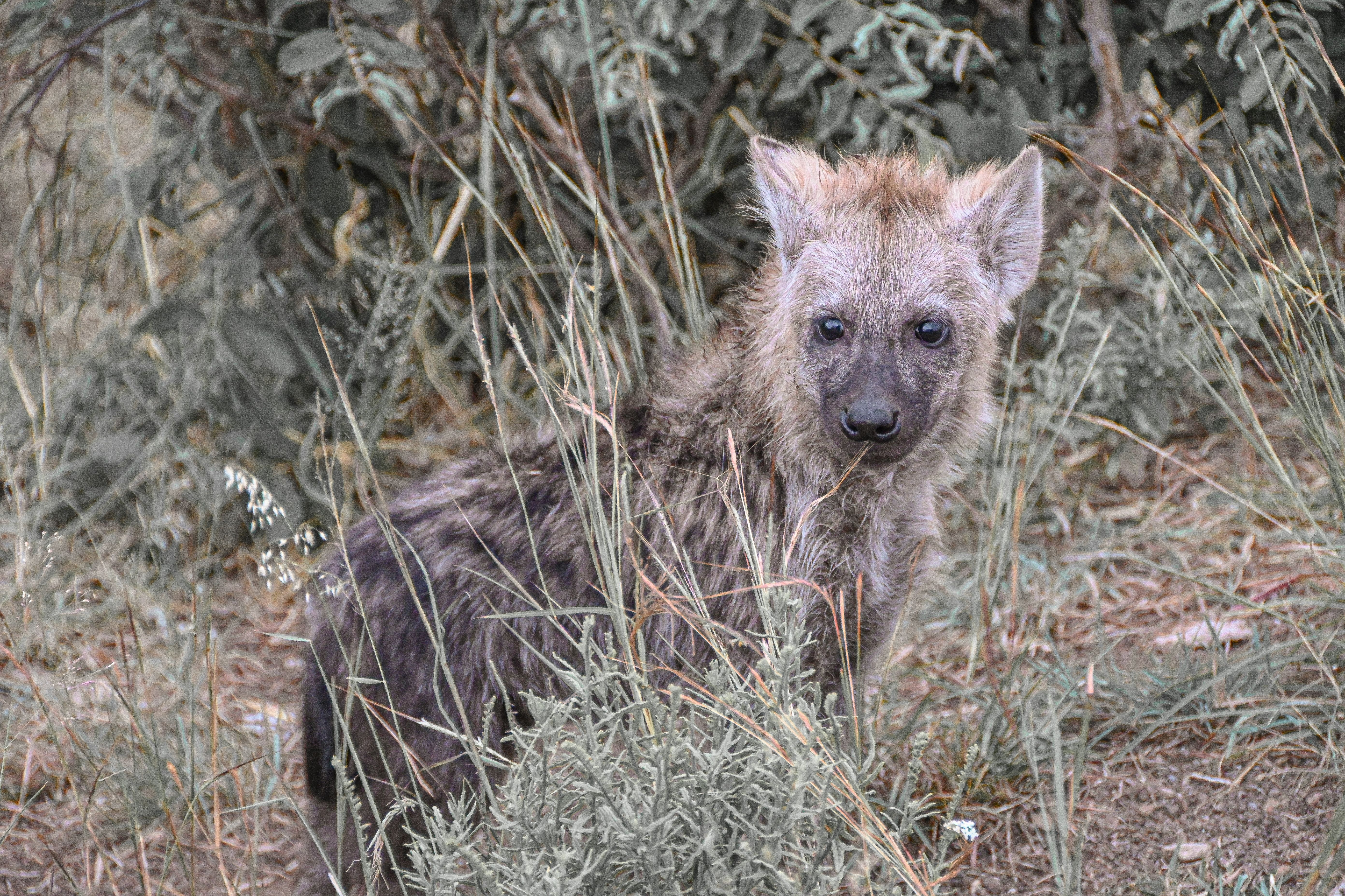 Close-up Photography of Hyena · Free Stock Photo