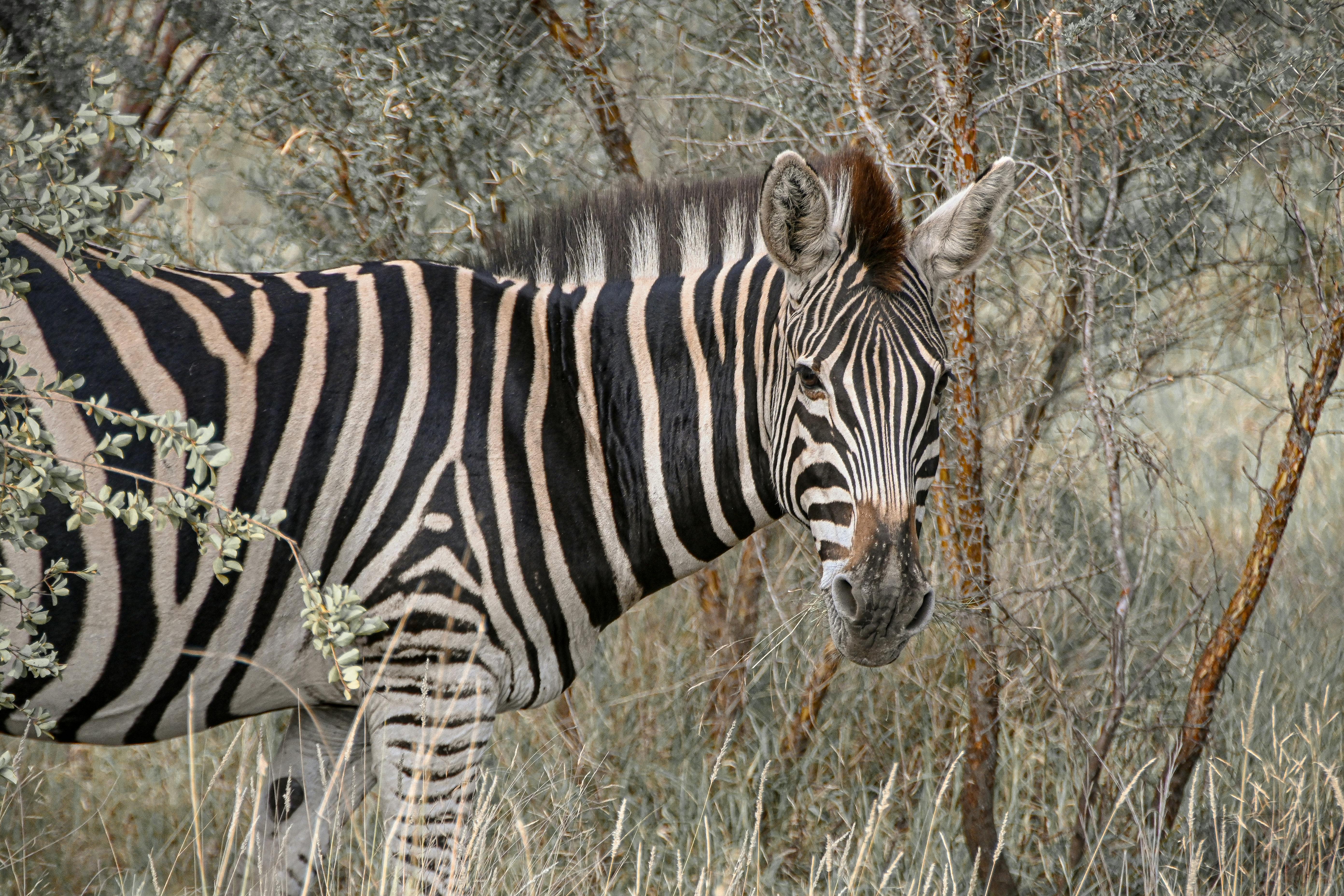 Photography of Three Zebras Lying Down · Free Stock Photo