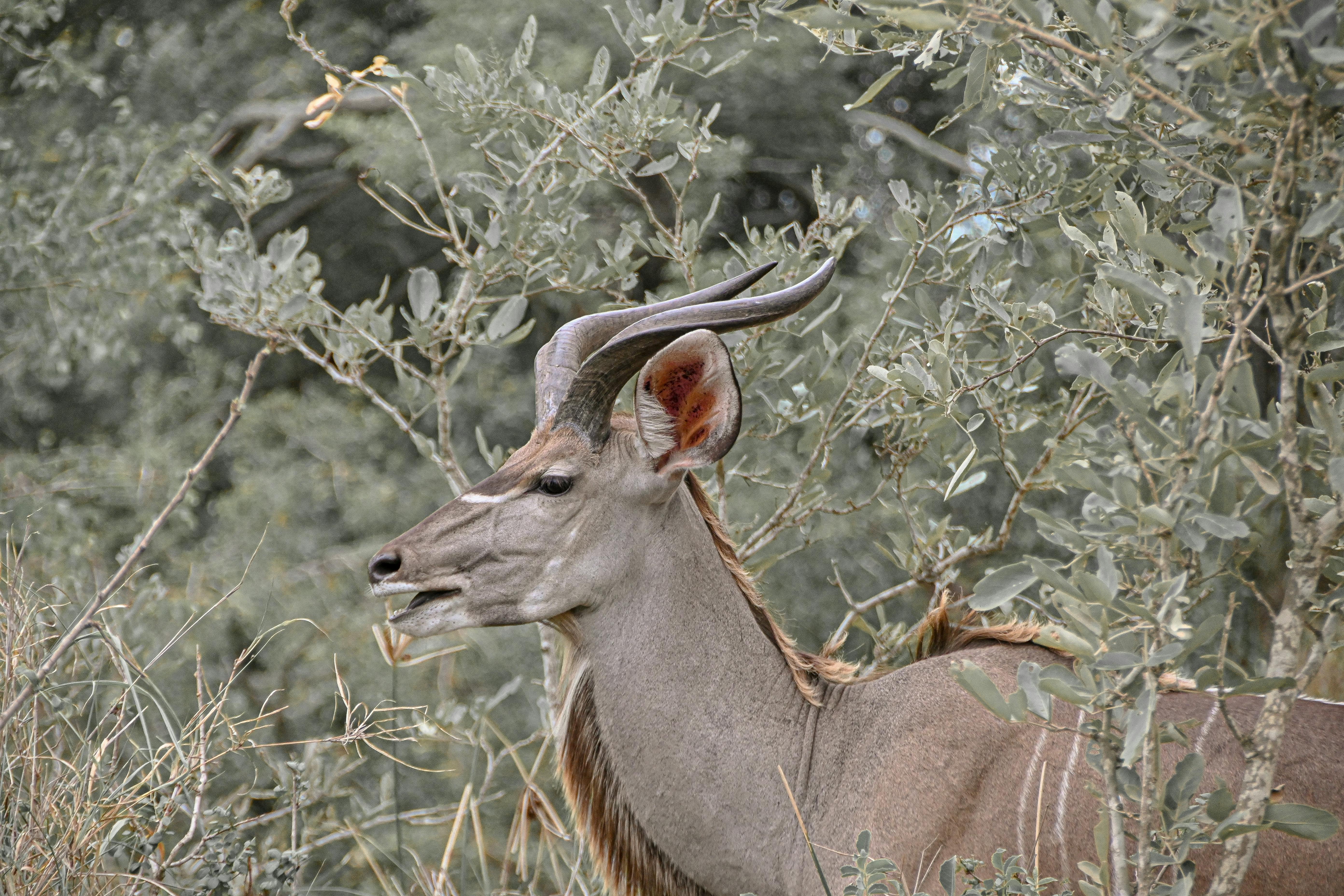 Brown Antelope Standing on the Ground during Daytime · Free Stock Photo