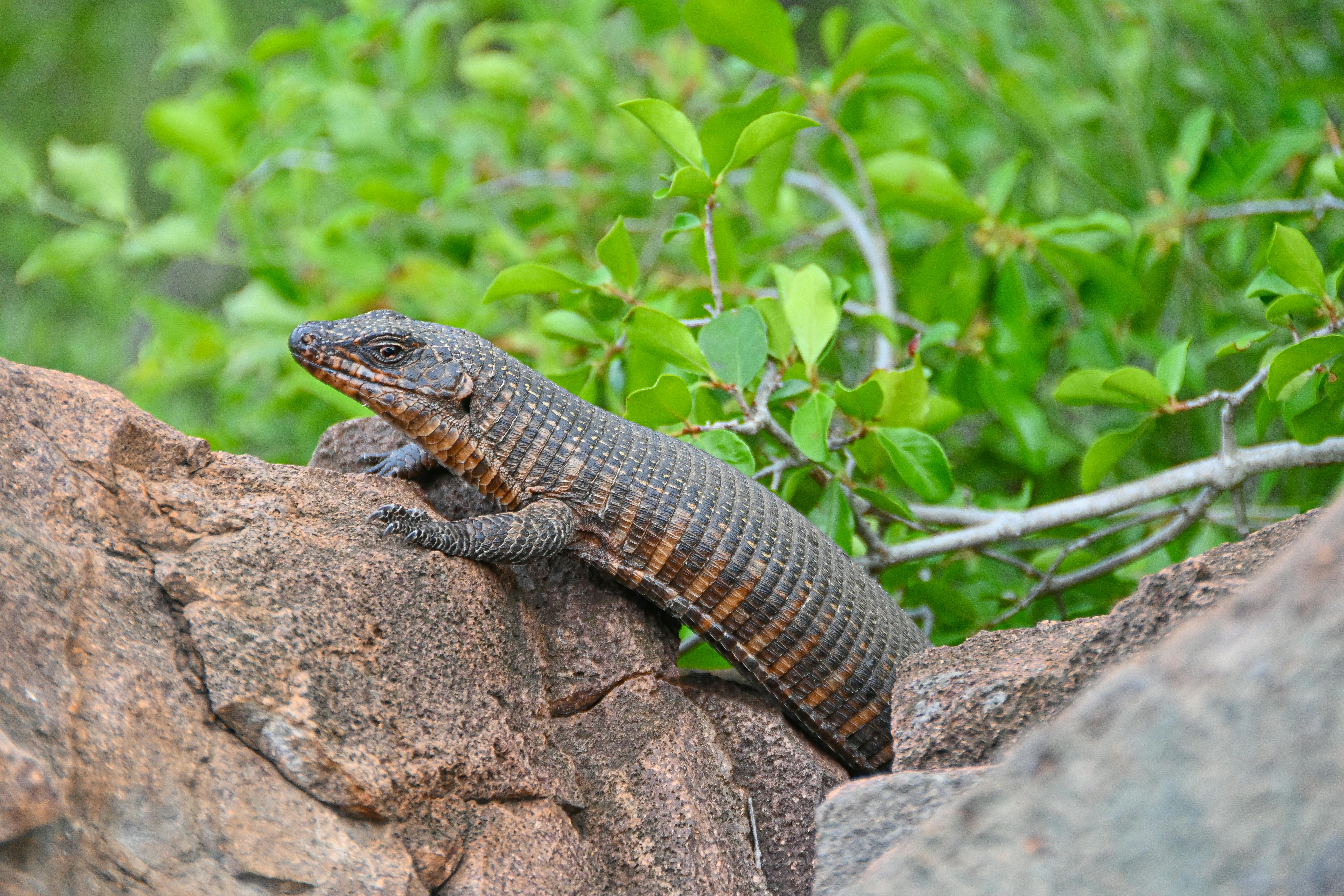 Close up of a Giant Plated Lizard · Free Stock Photo