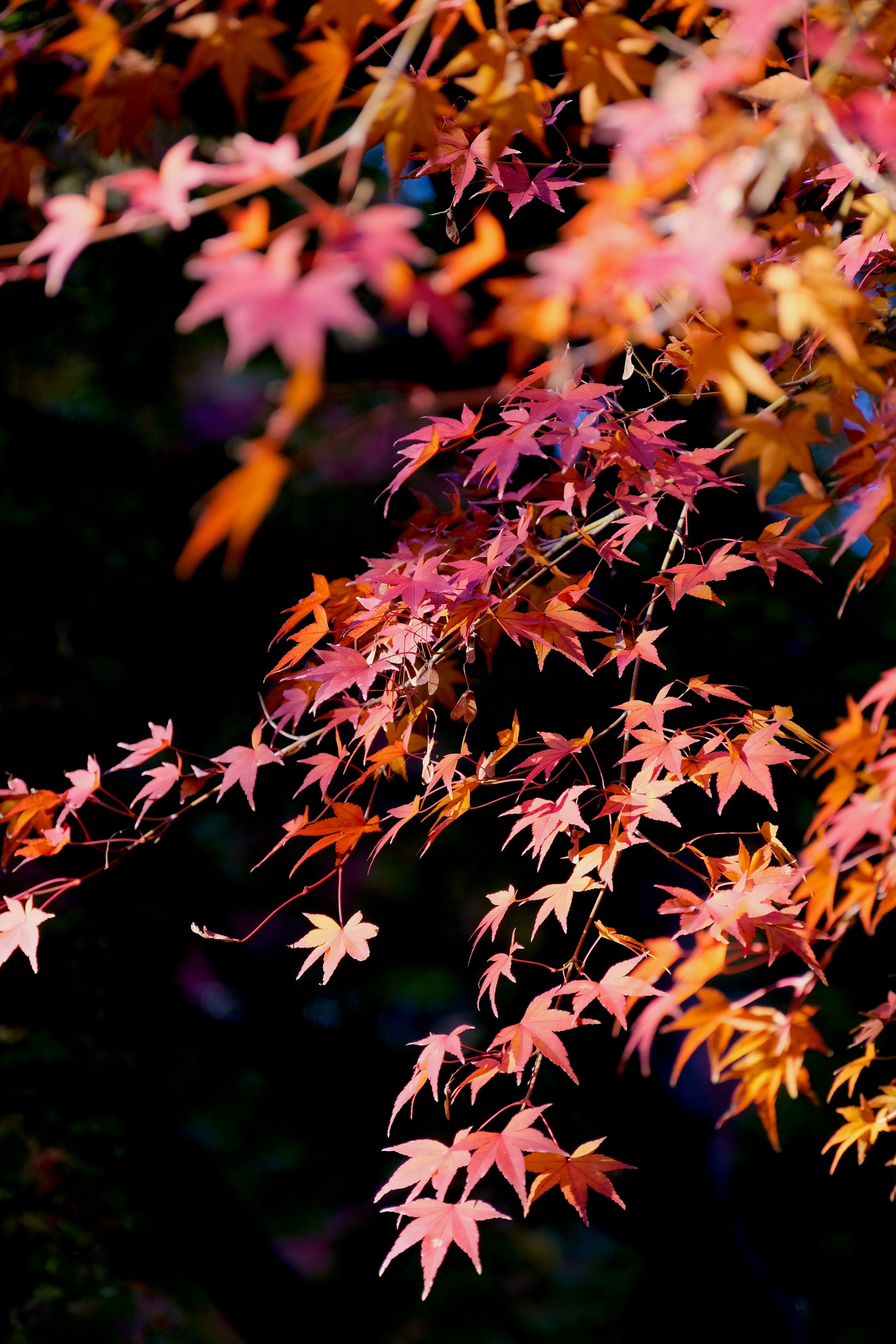 Red Maple Leaves · Free Stock Photo