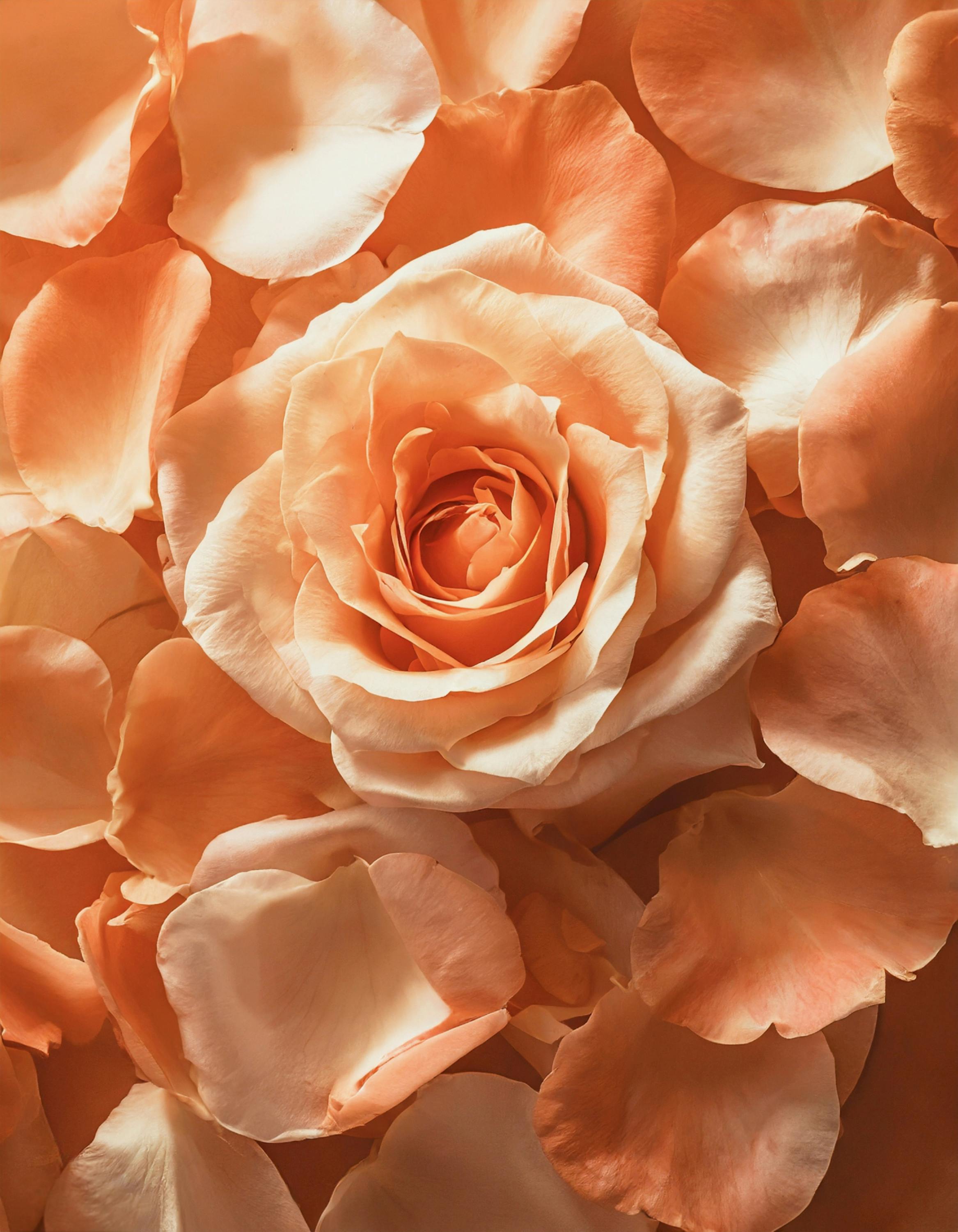 Delicate Petals of Peach Rose · Free Stock Photo