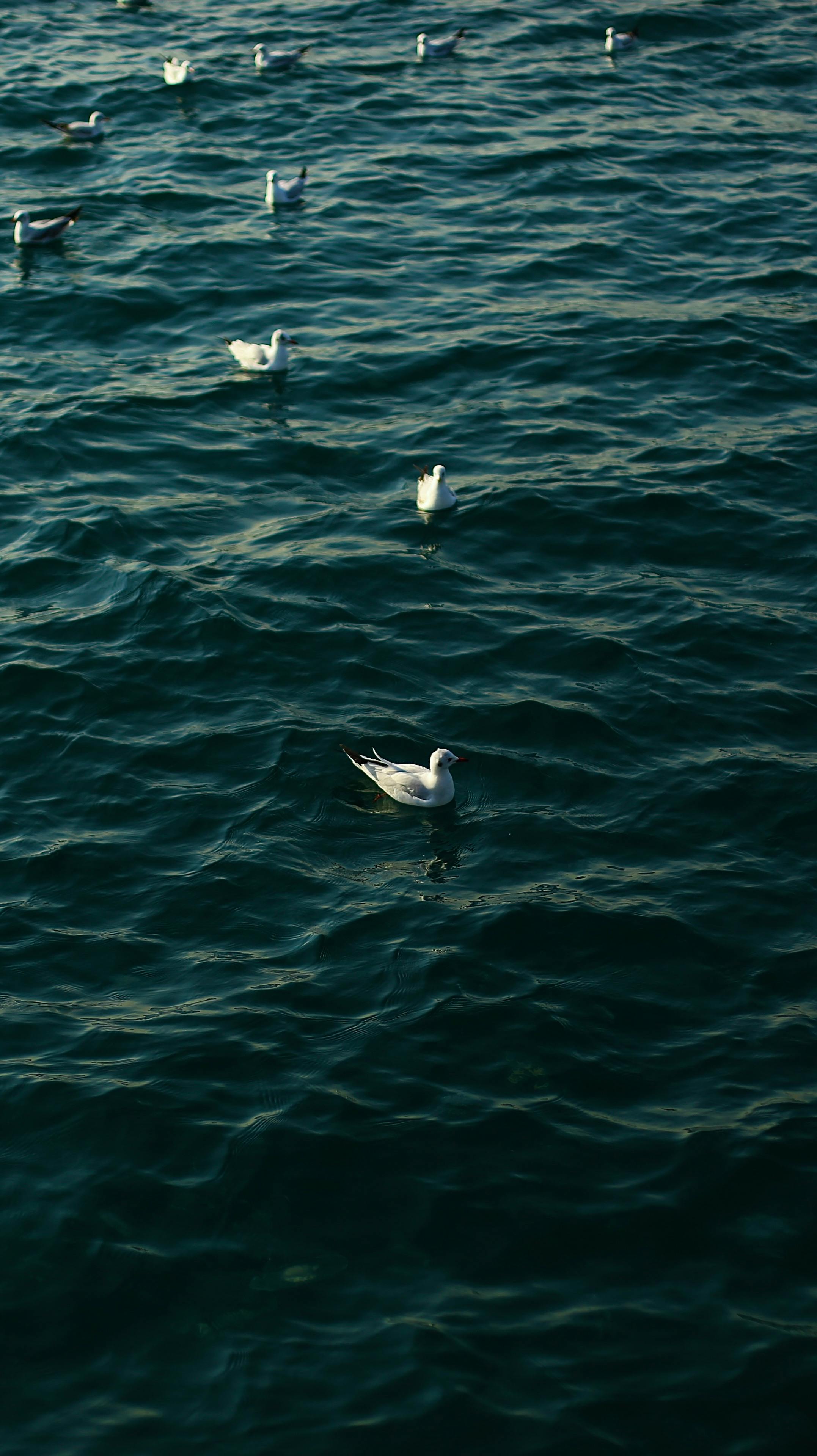 Floate Photos, Download The BEST Free Floate Stock Photos & HD Images