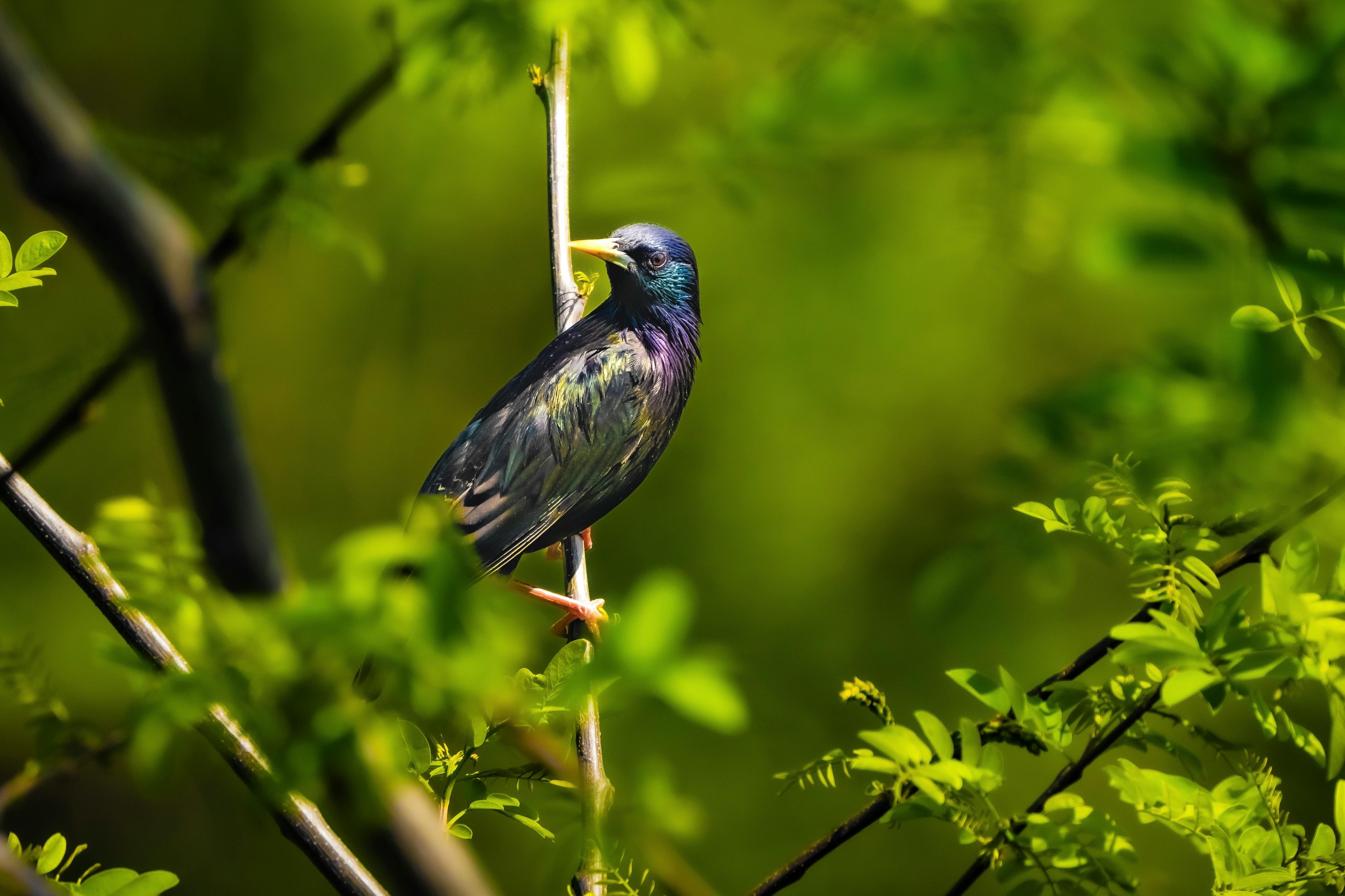Photo of Owl Perched on Tree Branch · Free Stock Photo