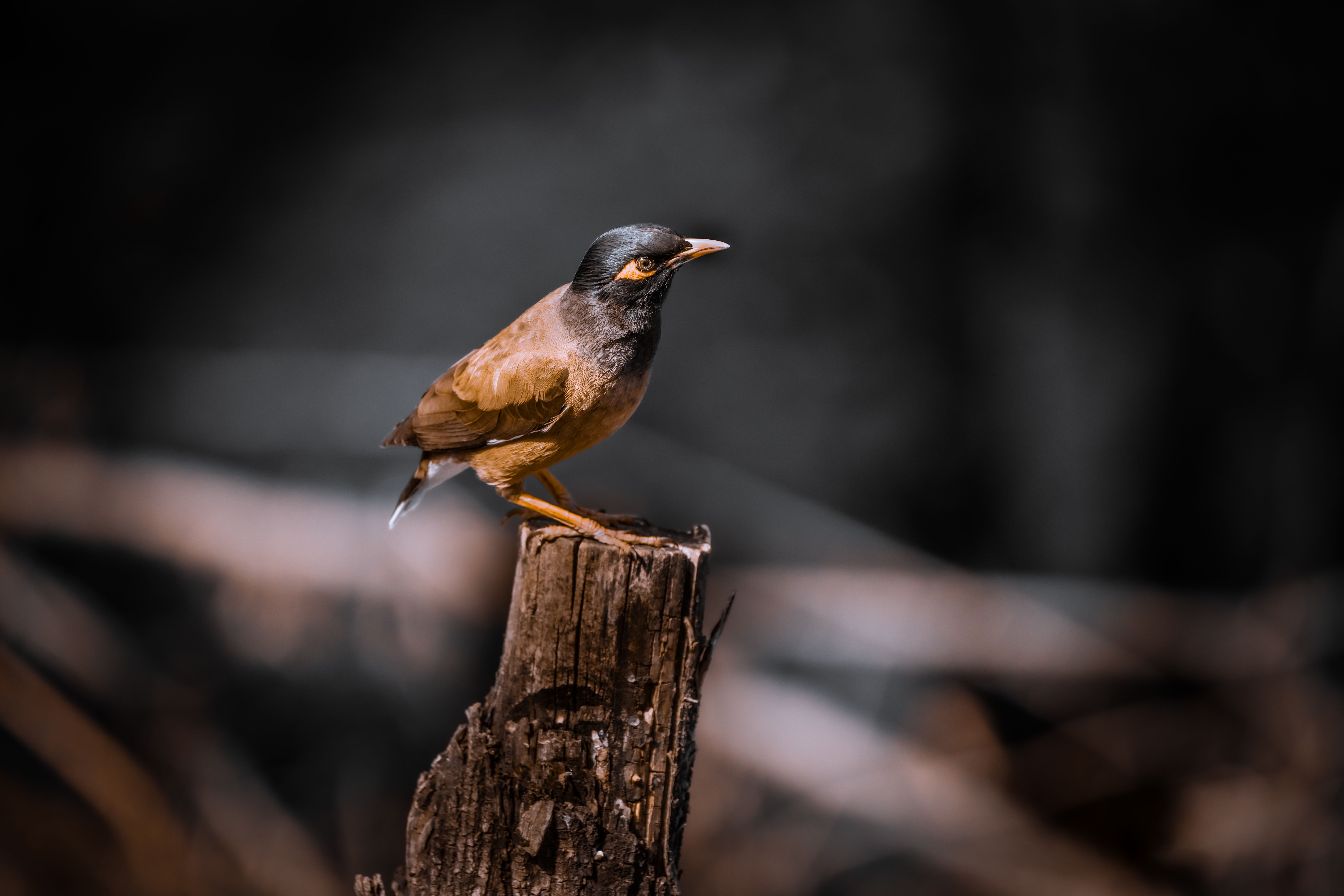 Common Myna in Close Up · Free Stock Photo