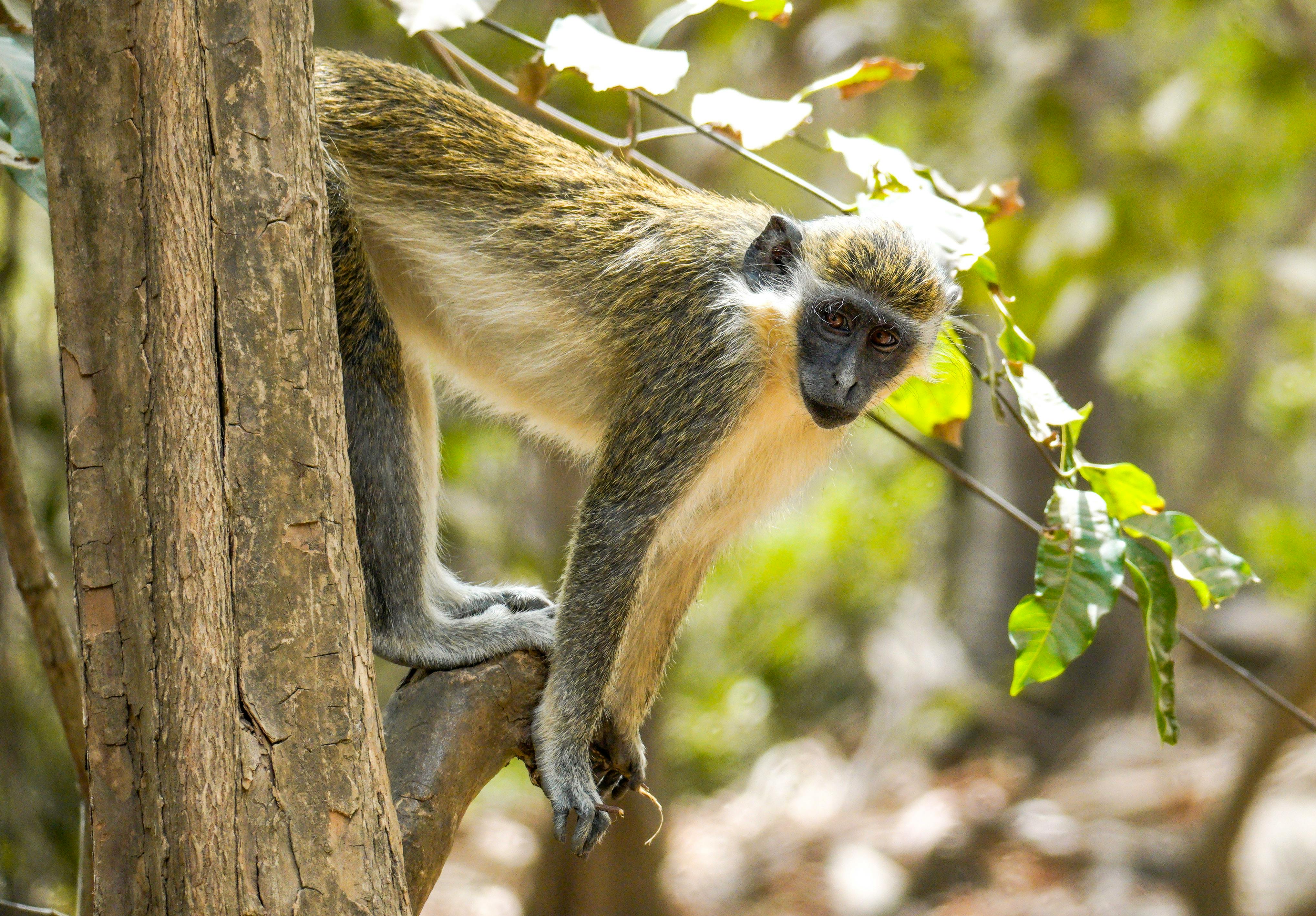 Spider Monkey Photos, Download The BEST Free Spider Monkey Stock Photos ...