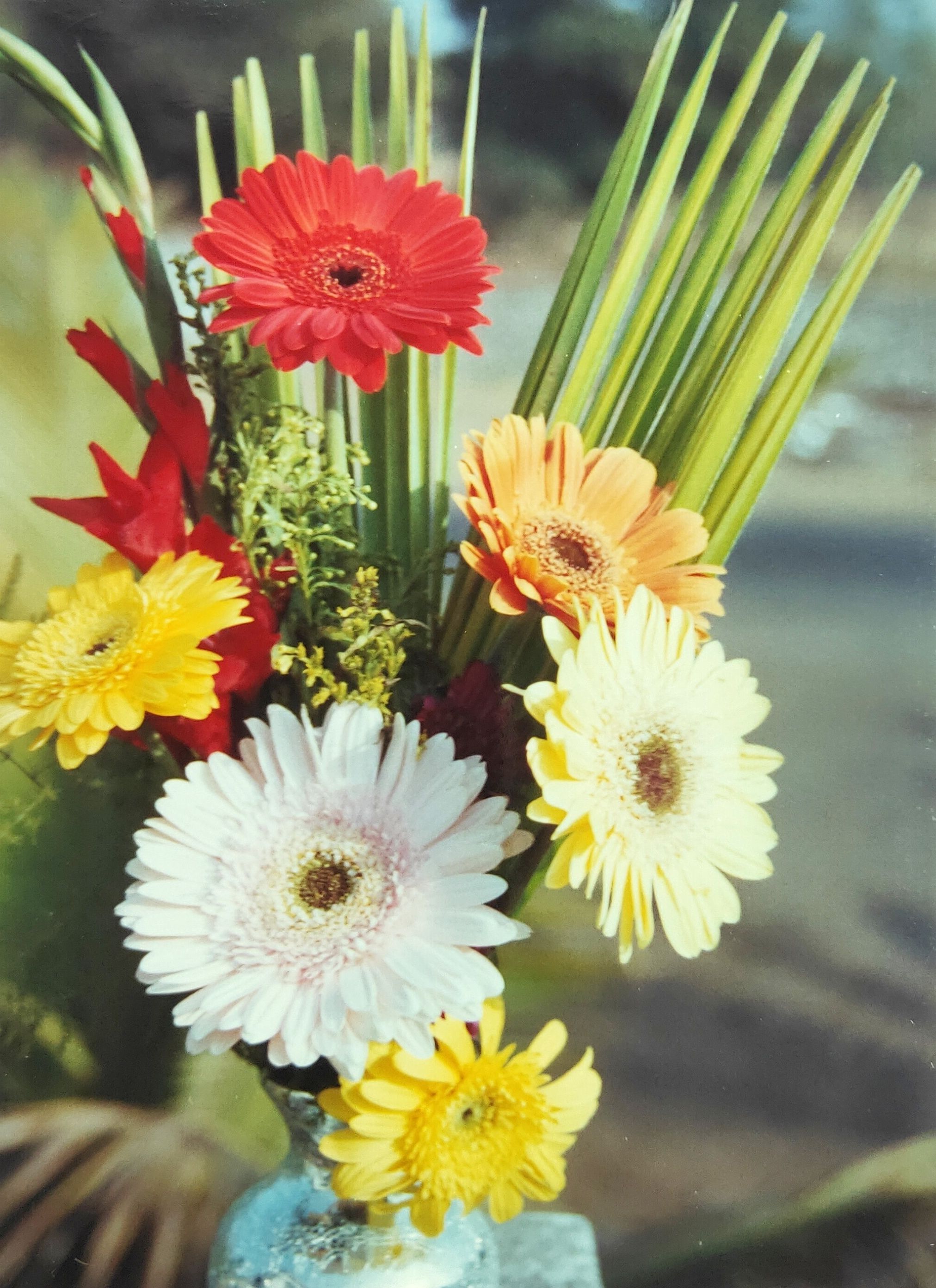 Colored Bouquet of Daisies · Free Stock Photo