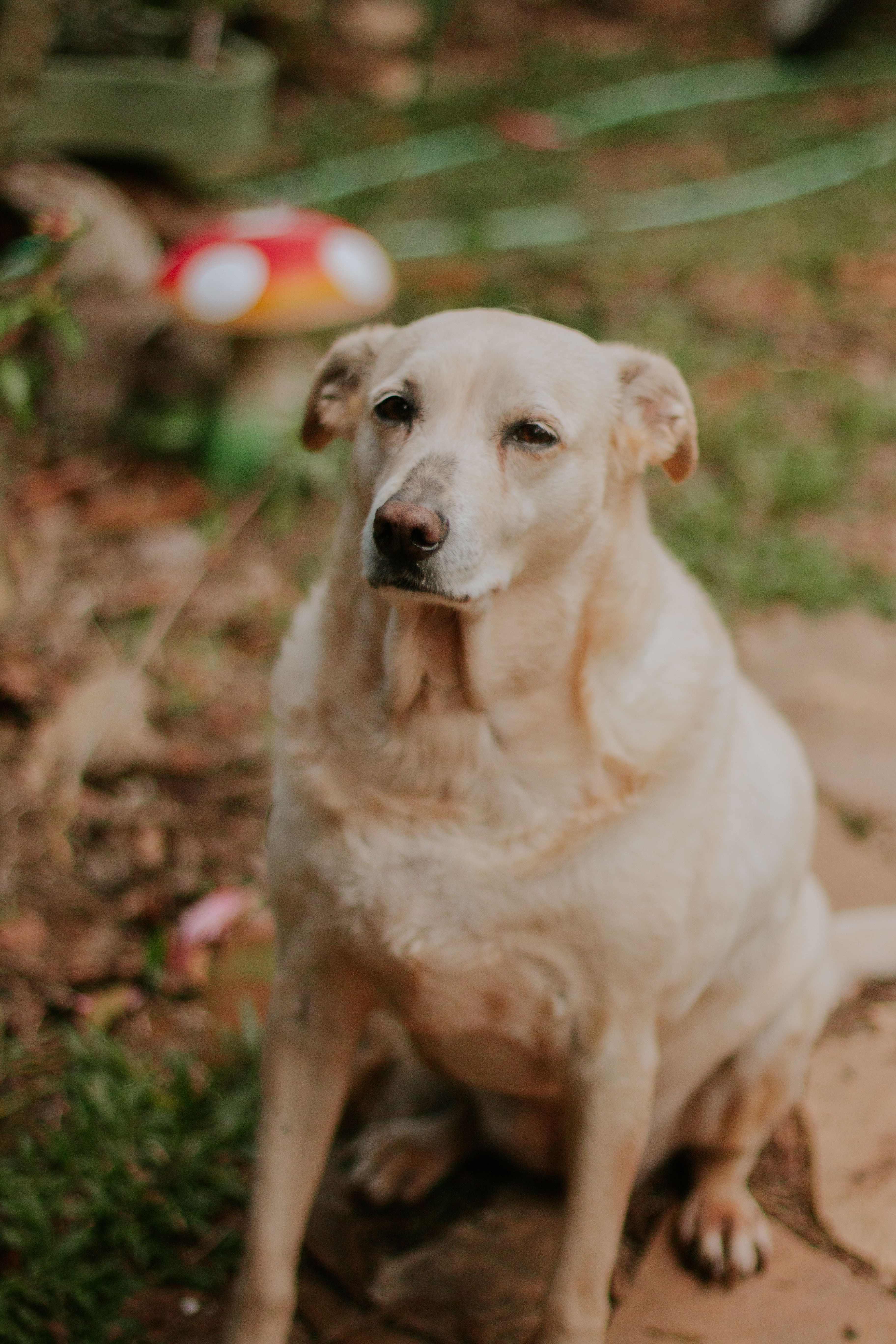 A Dog Sitting Outdoors · Free Stock Photo