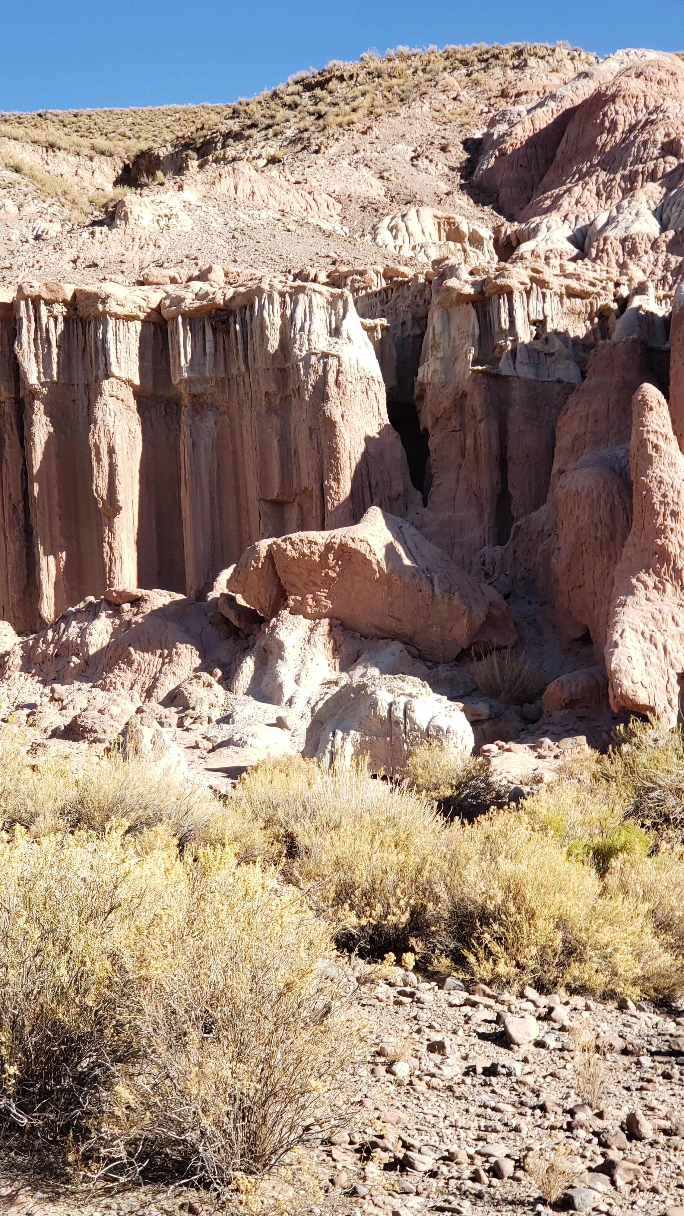 Bushes and Arid Rocks behind · Free Stock Photo