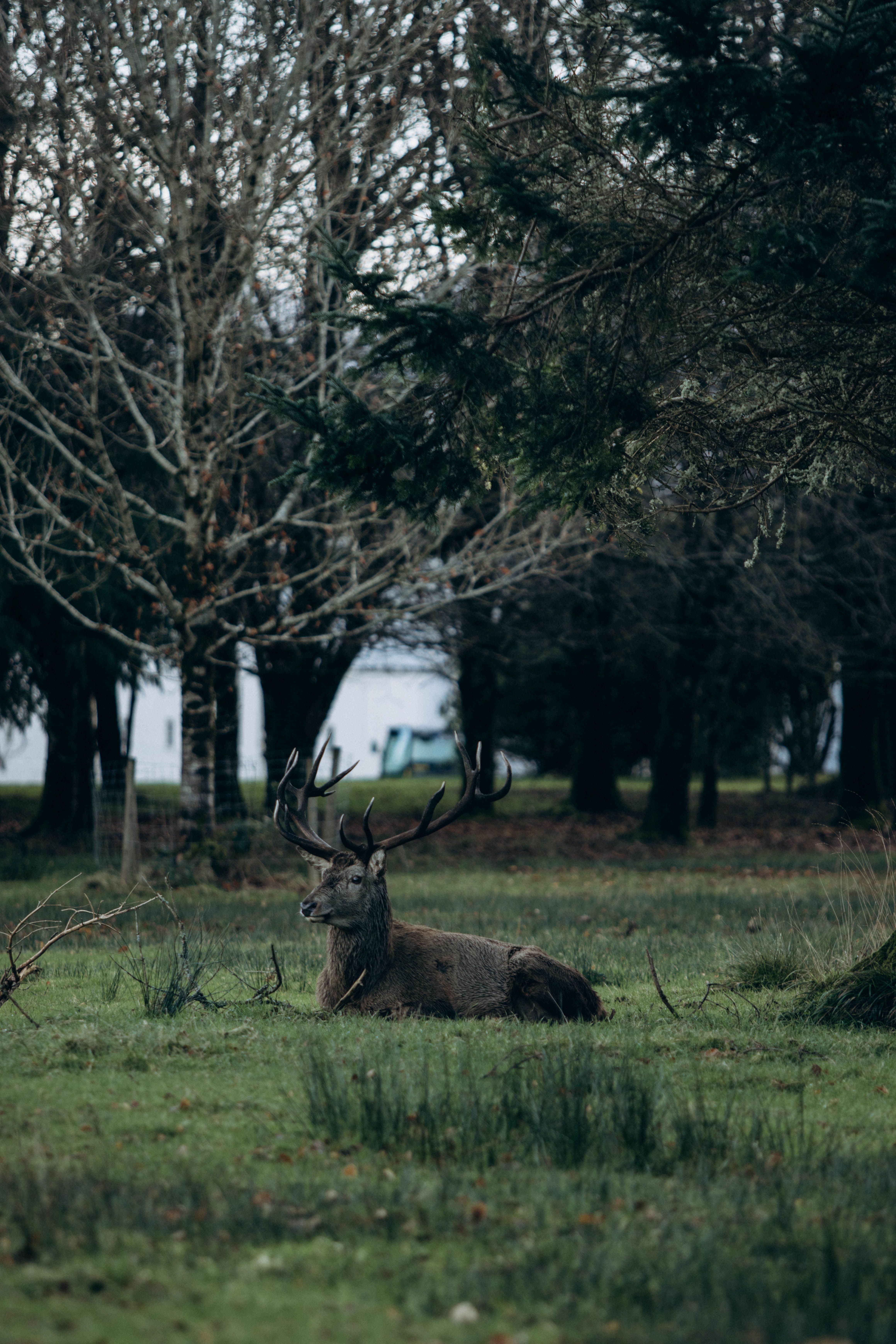 Deer with Great Antlers Resting on Meadow · Free Stock Photo