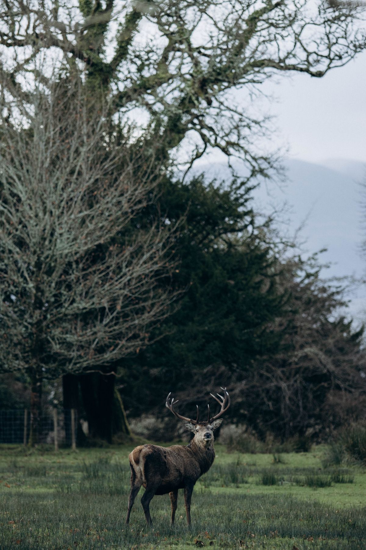 Elk Photos, Download The BEST Free Elk Stock Photos & HD Images