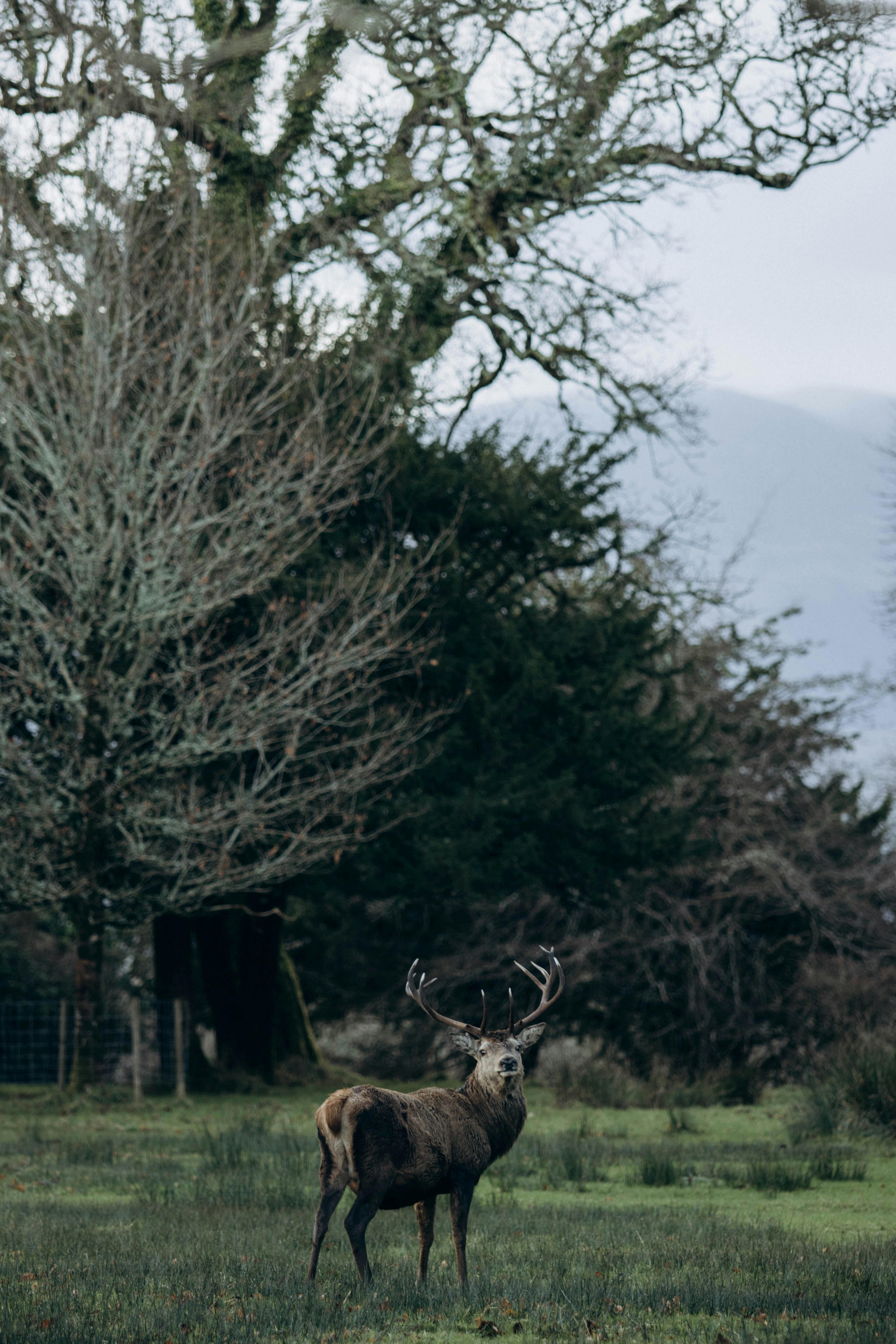 Foto de stock gratuita sobre al aire libre, animal salvaje, arboles ...