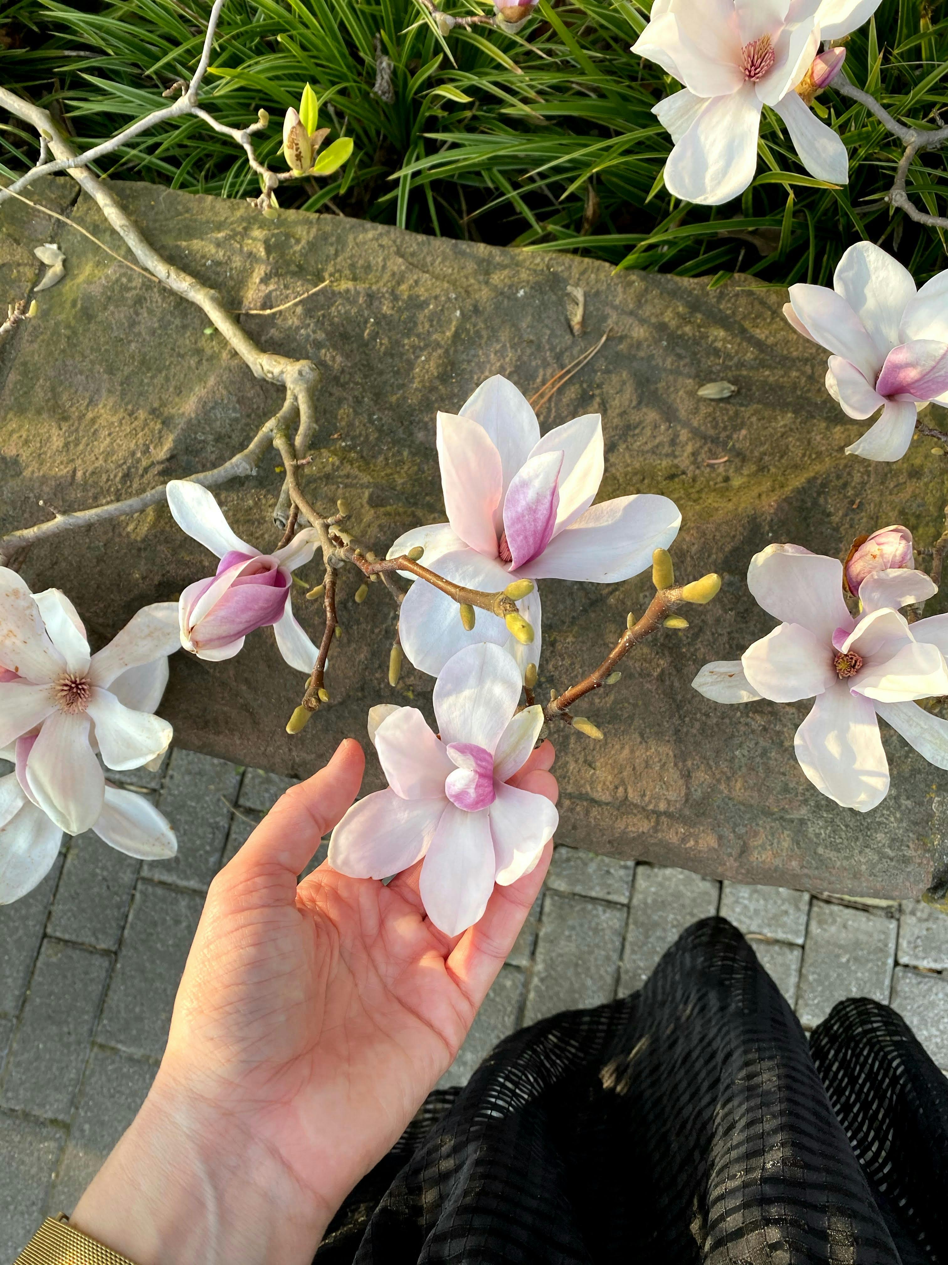Hand Touching White Flowers · Free Stock Photo