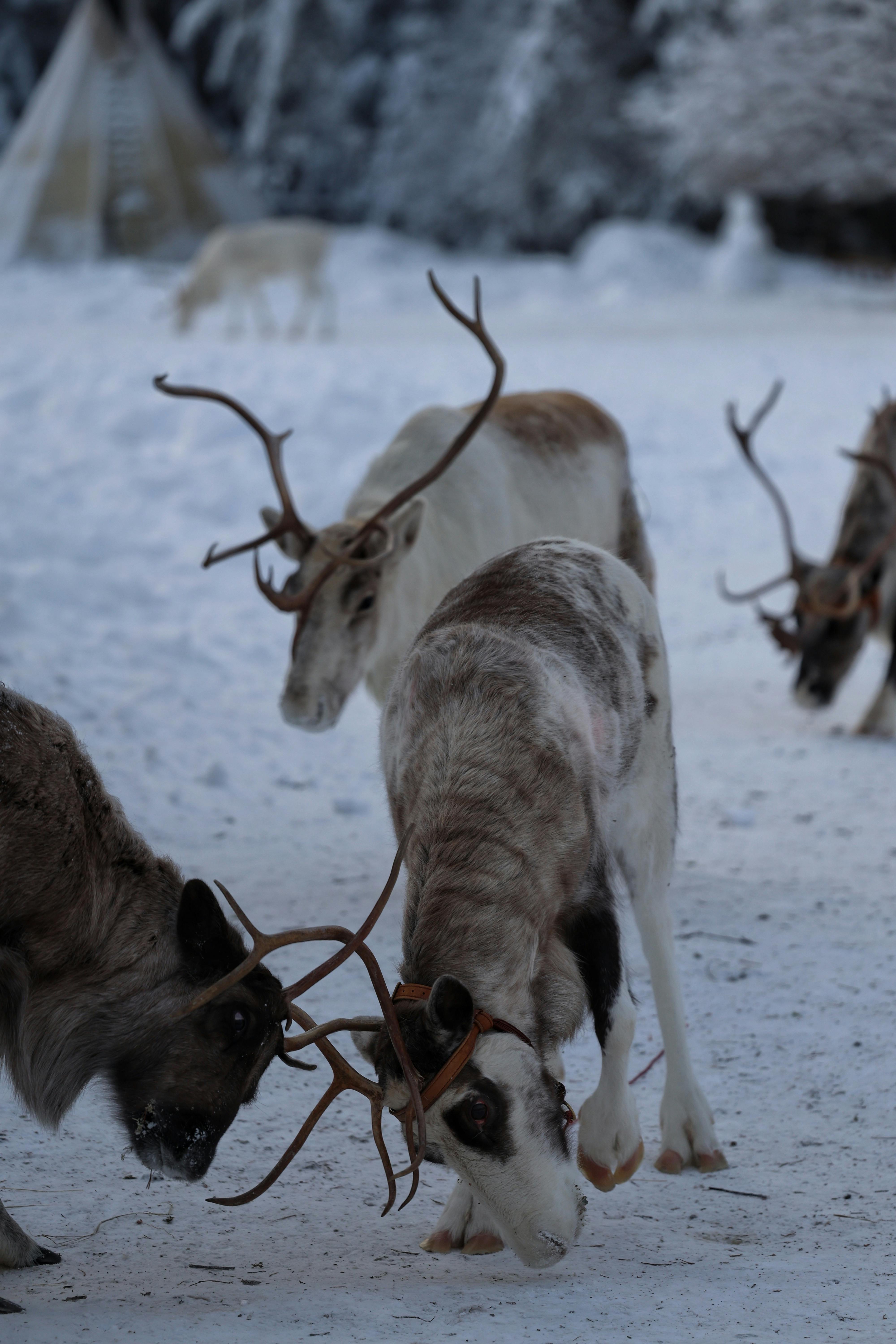 Reindeer Fighting in the Pasture Covered in Snow · Free Stock Photo