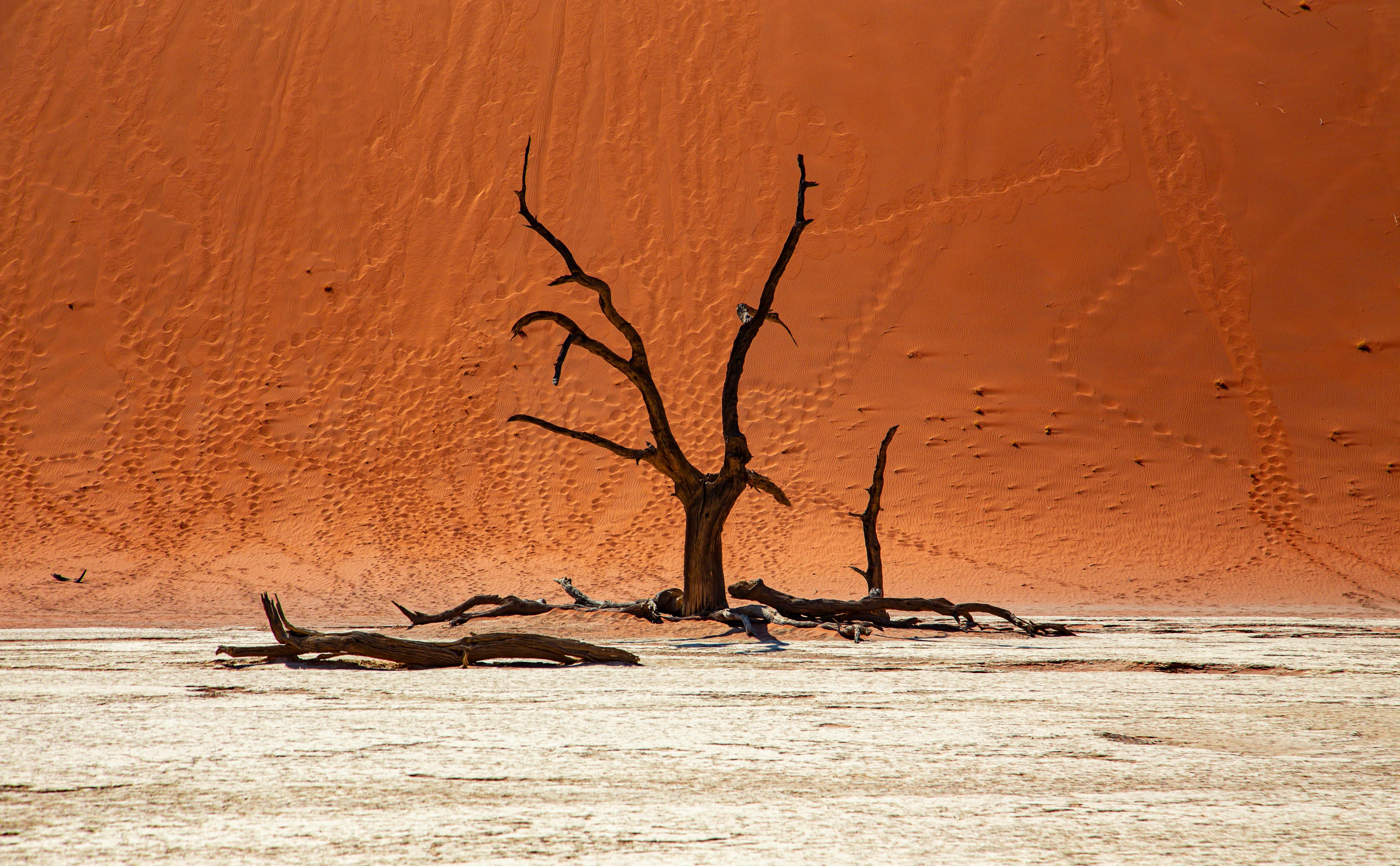 Empty Tree on a Desert · Free Stock Photo