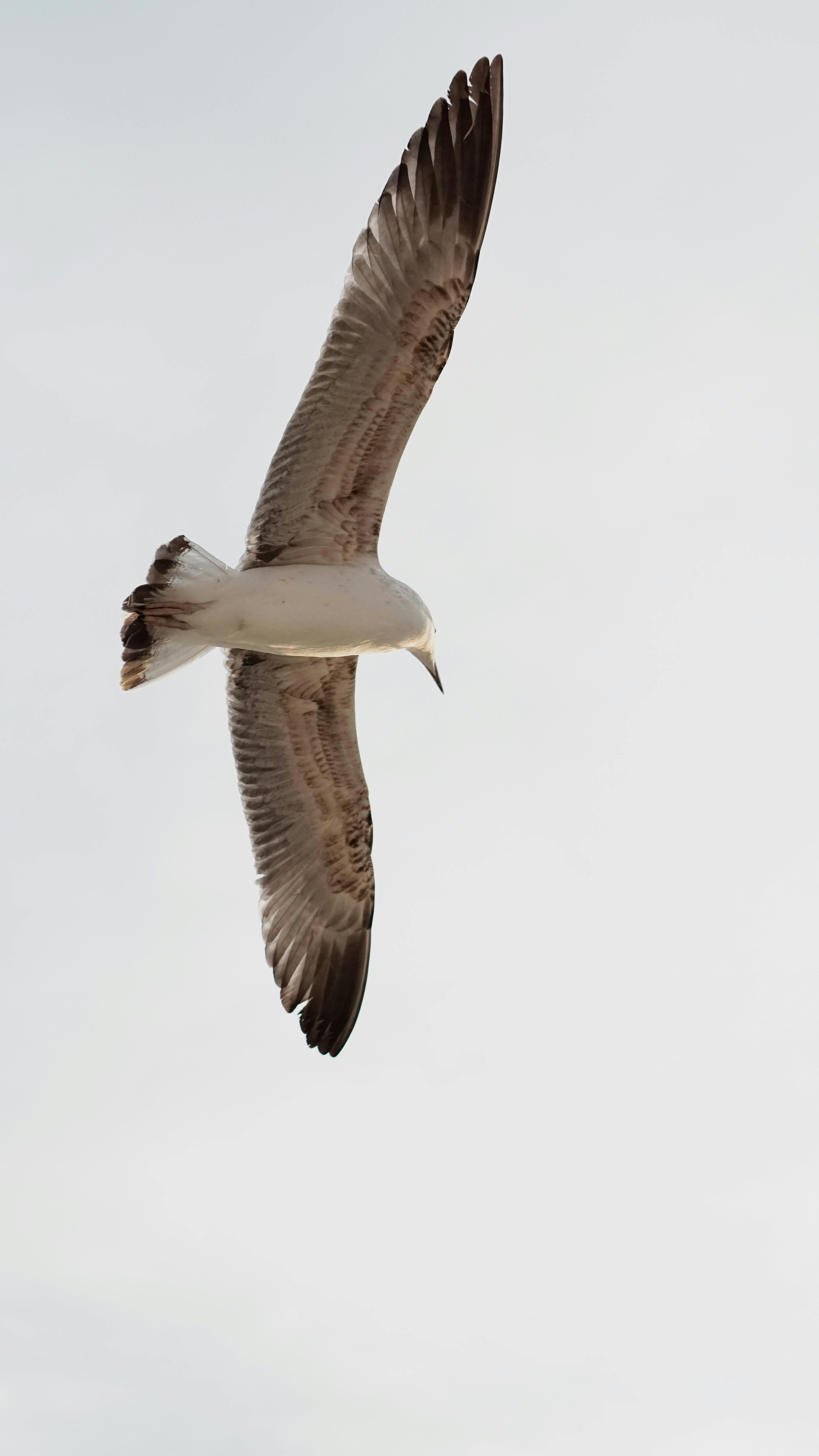 Soaring Photos, Download The BEST Free Soaring Stock Photos & HD Images