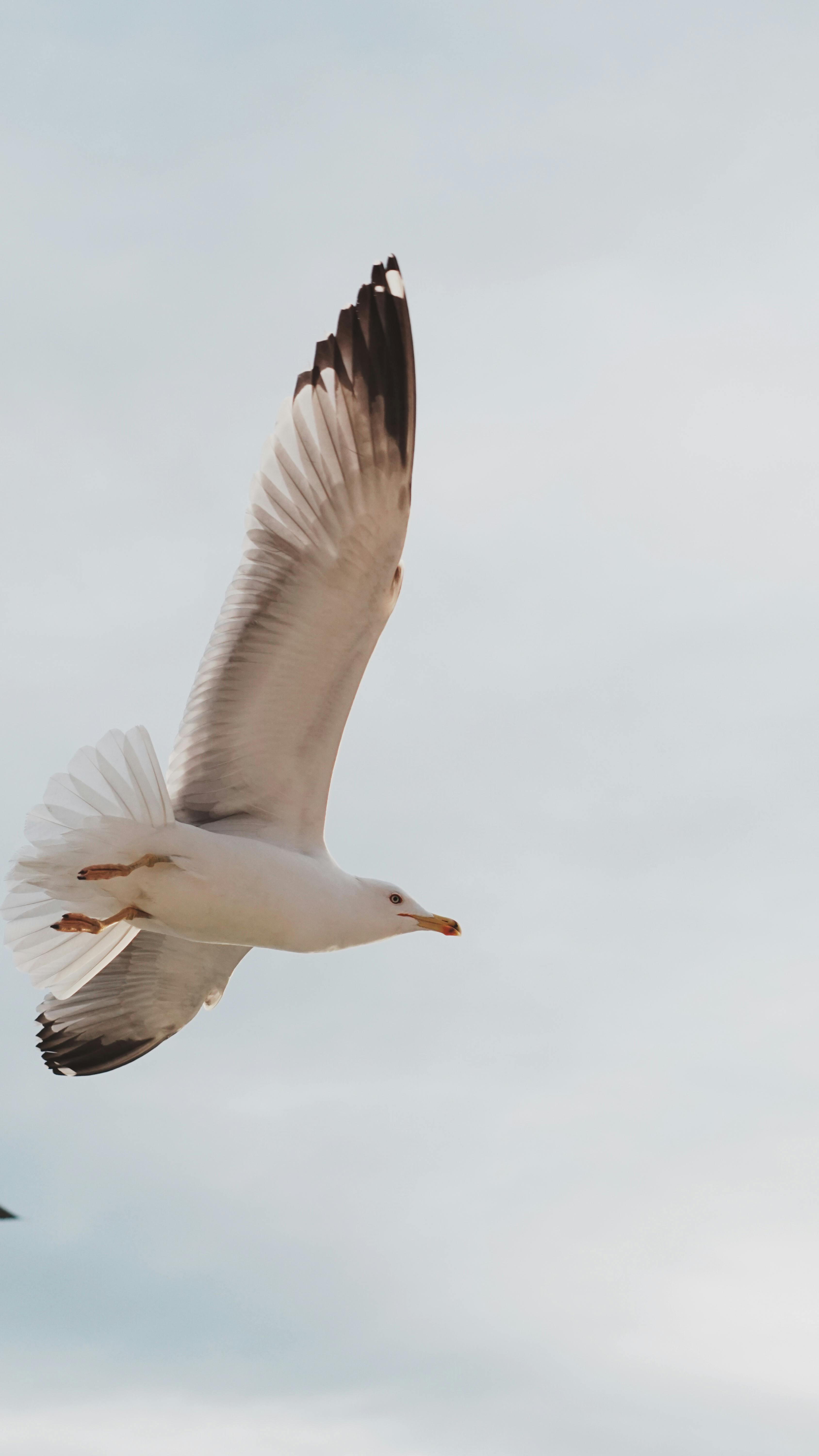 Sky Scrapper Photos, Download The BEST Free Sky Scrapper Stock Photos ...