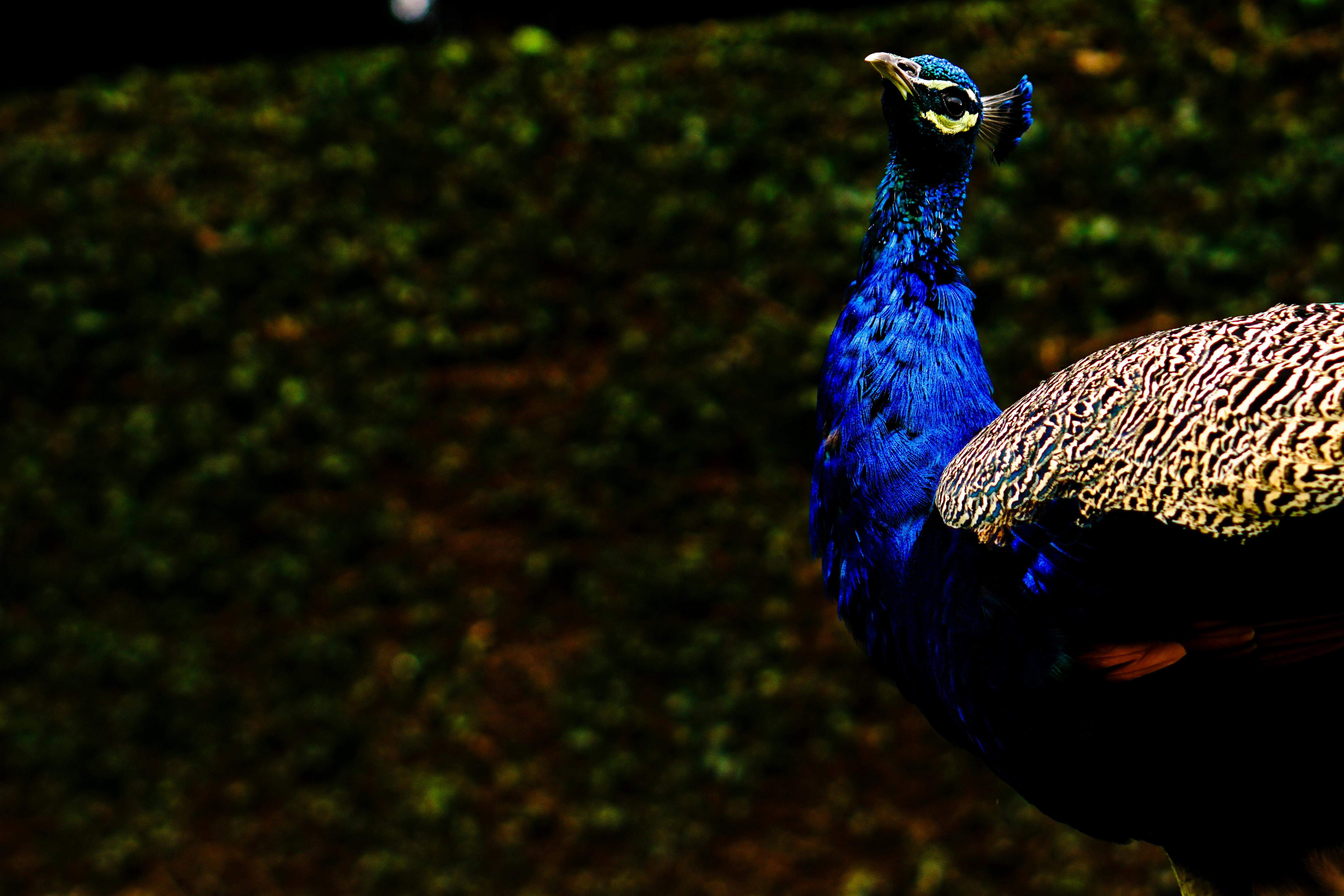 Emma Ribeiro - Photography