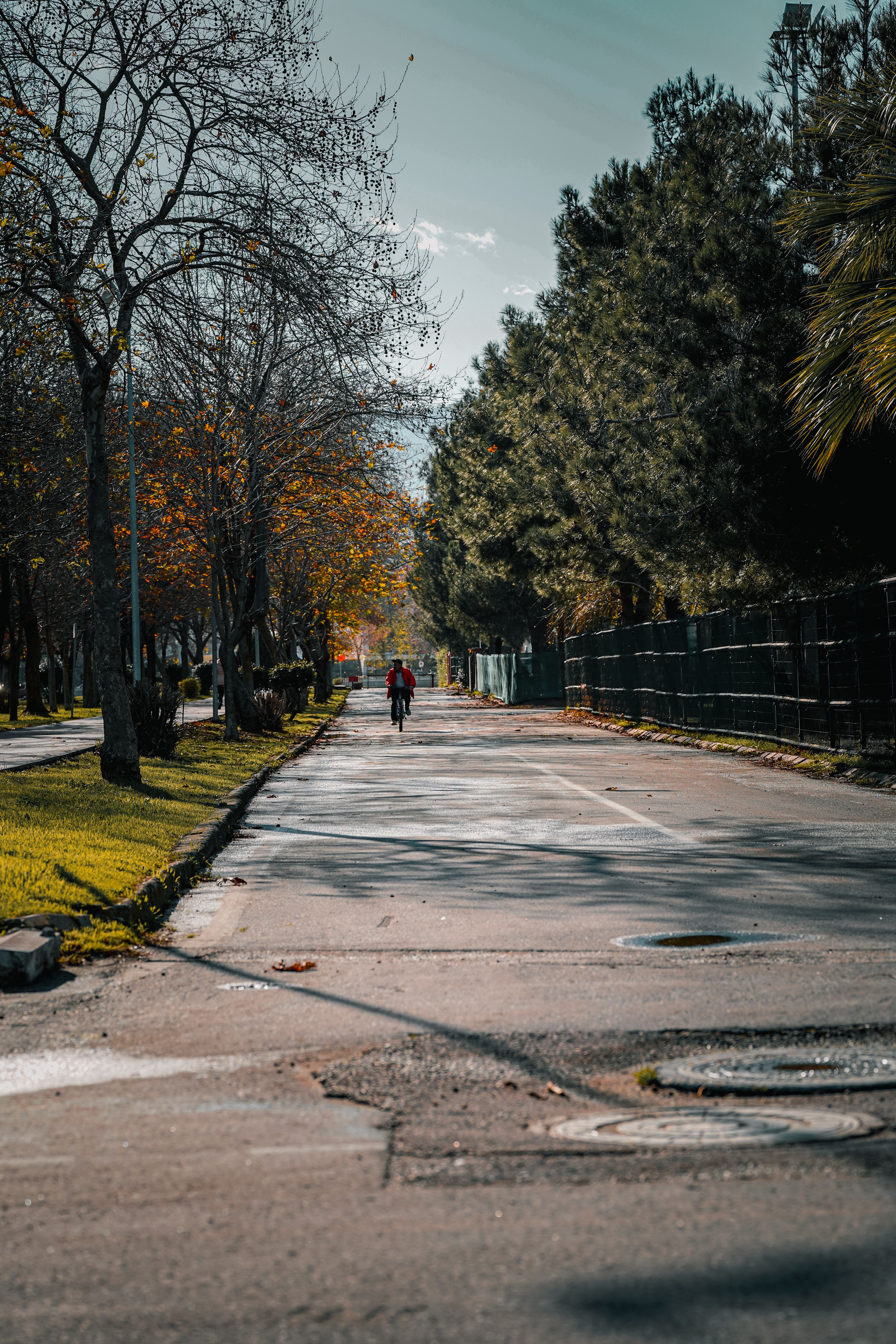 Asphalt Alley among Trees in Park · Free Stock Photo