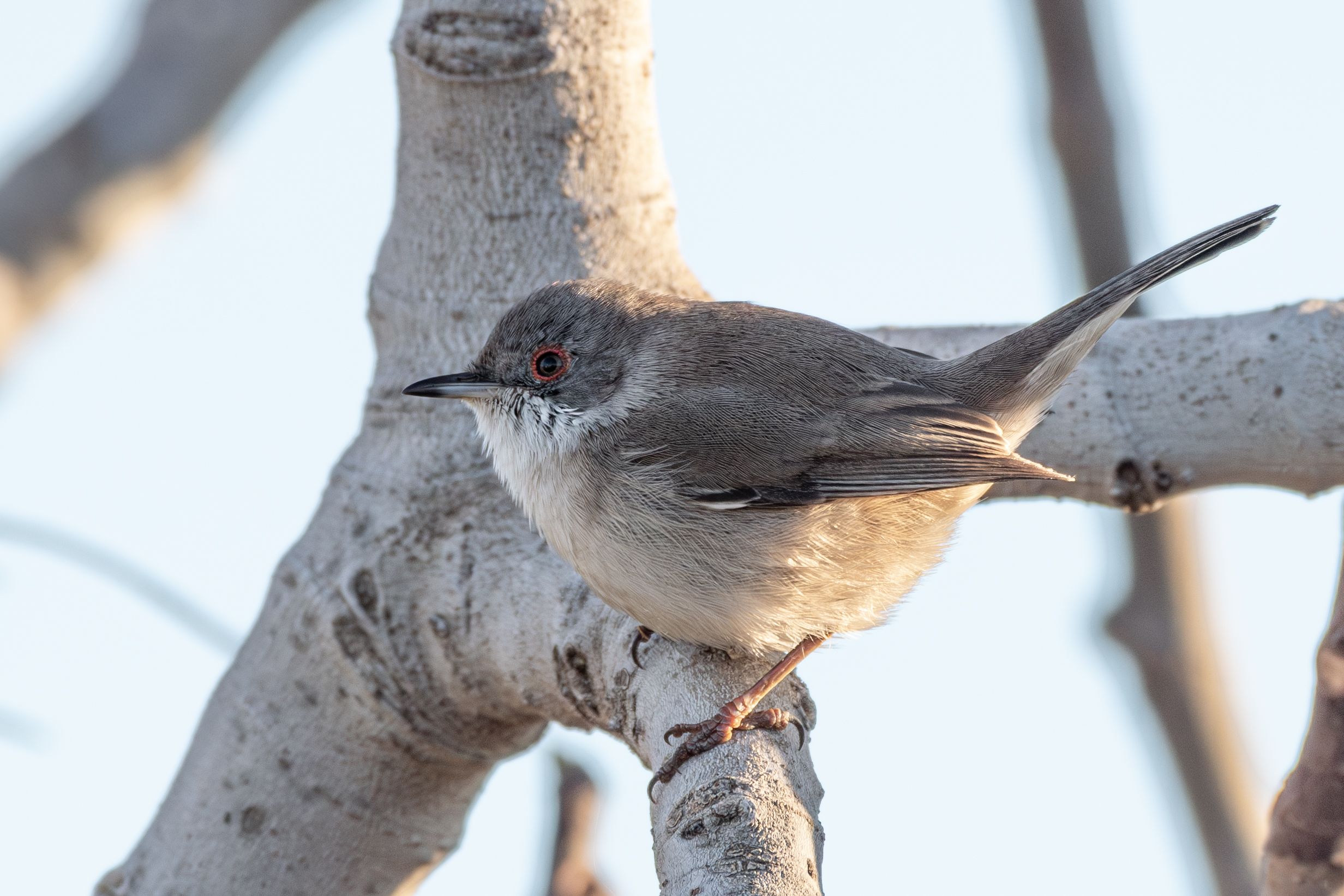 Primer Plano De Una Hembra De Curruca Sarda Posada En Una Rama · Foto ...