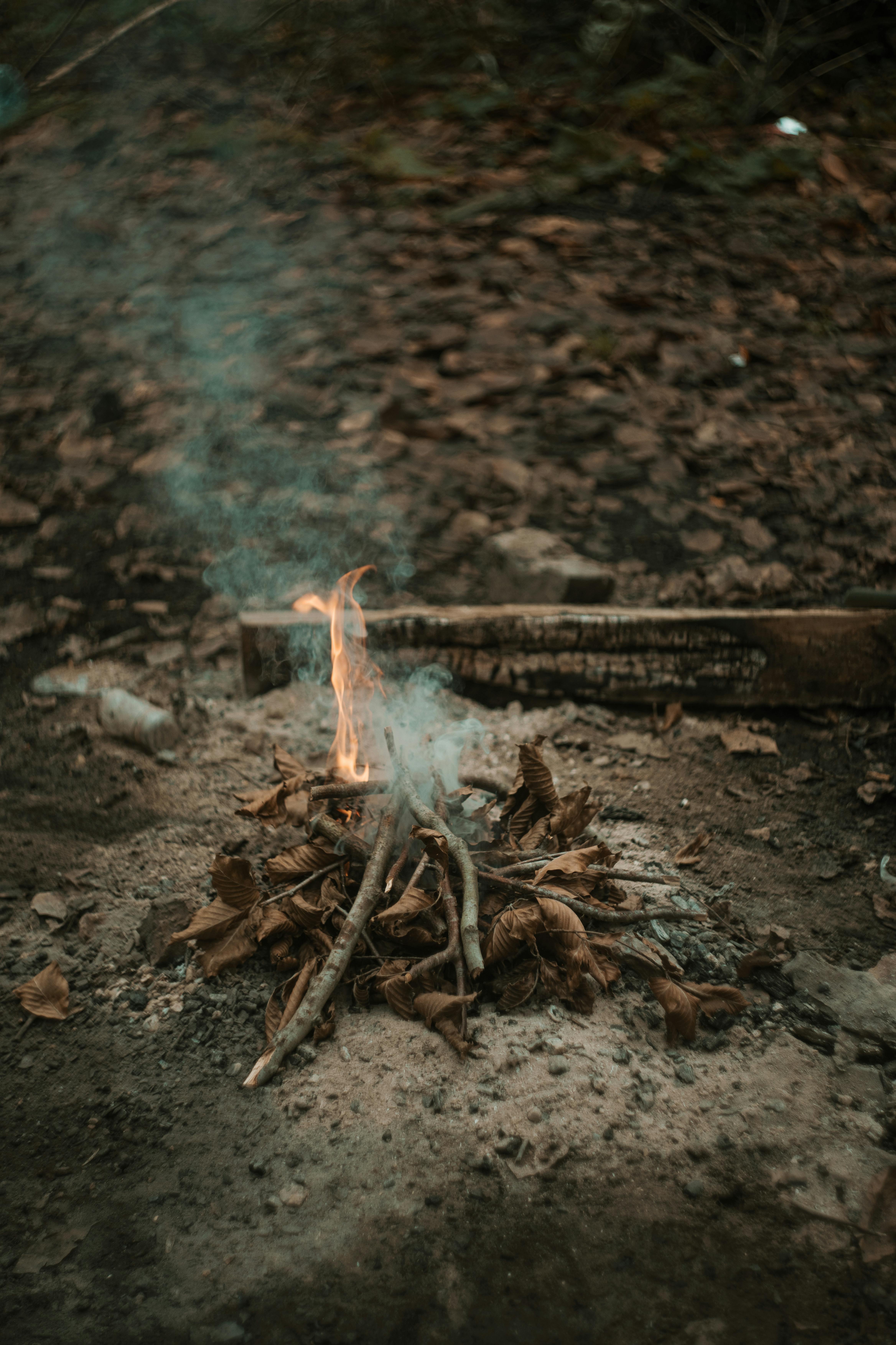 Small Bonfire with Sticks and Dry Leaves in the Forest · Free Stock Photo