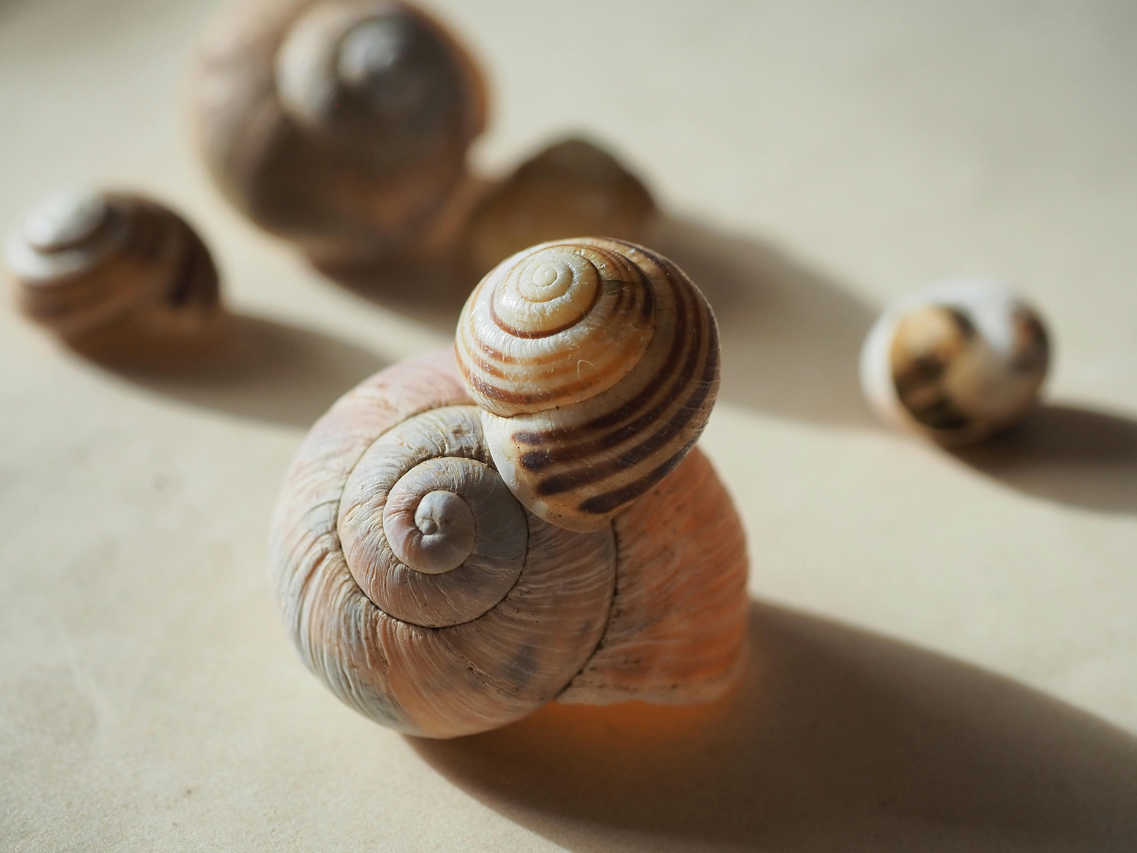 Snail Shell on Tree Bark · Free Stock Photo