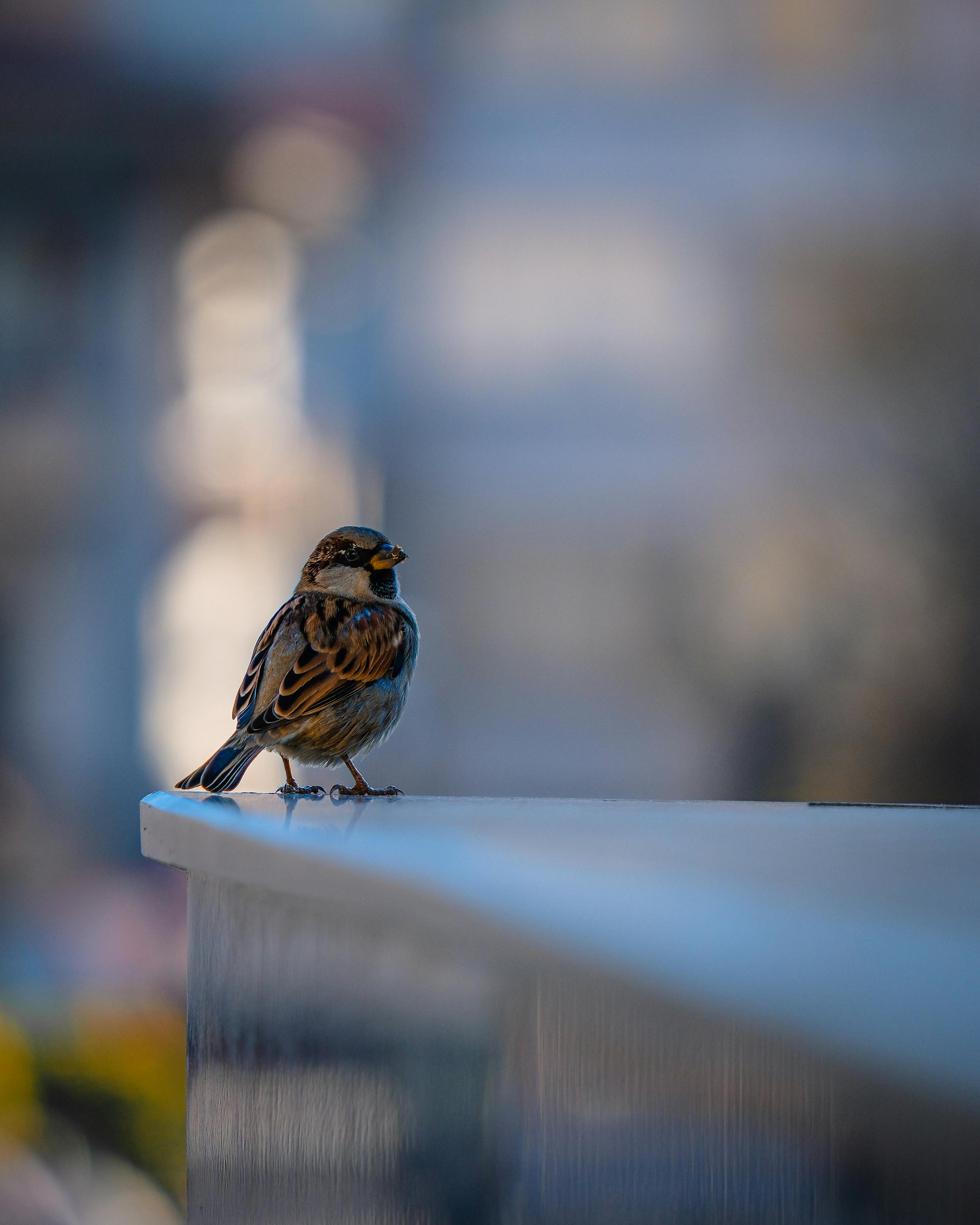 Passer Montanus Photos, Download The BEST Free Passer Montanus Stock ...