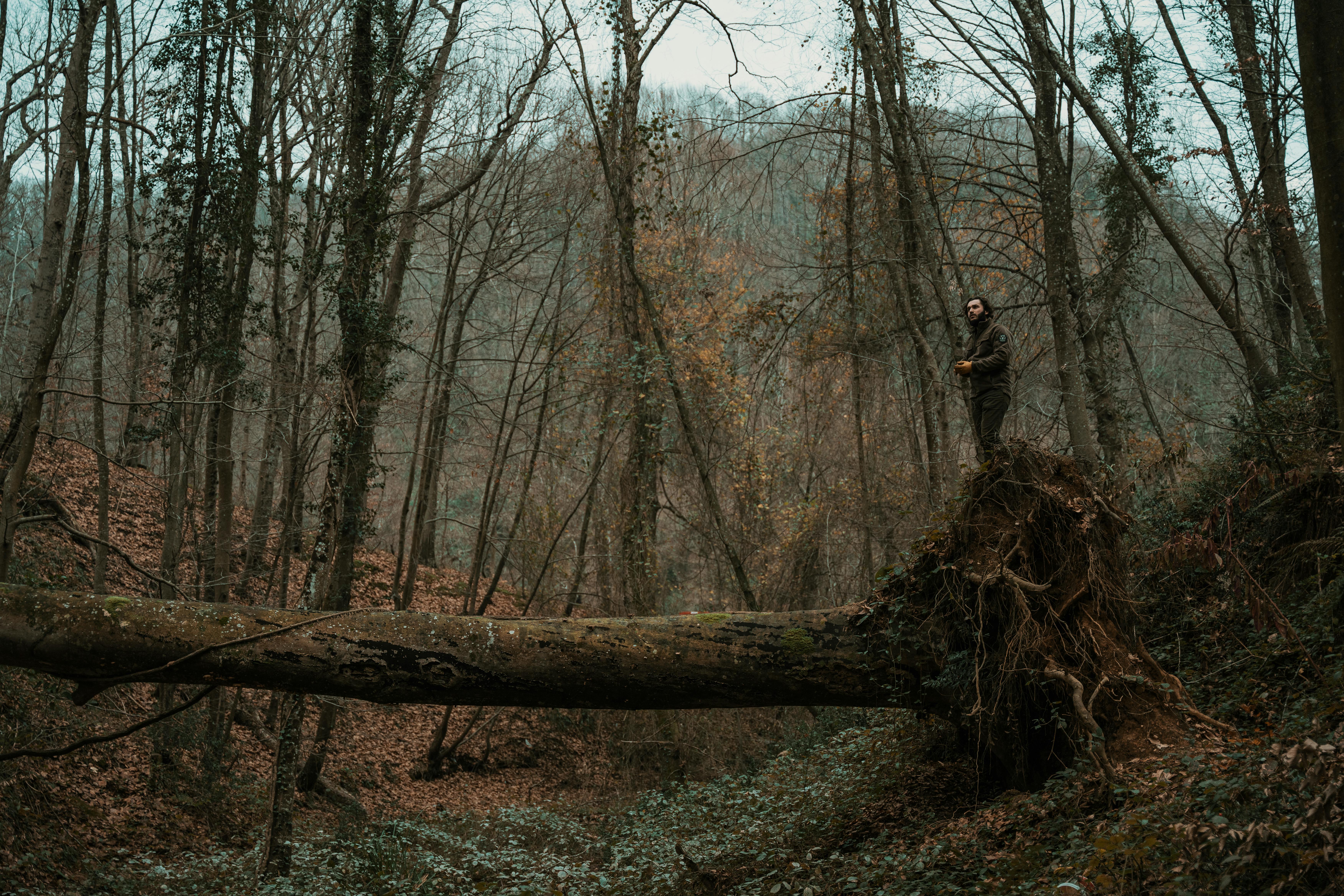 Man Standing on Broken Tree in Forest · Free Stock Photo