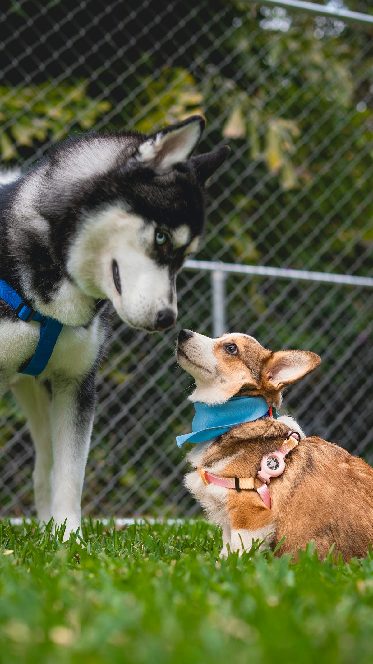 Dogs Napping Photos, Download The BEST Free Dogs Napping Stock Photos ...