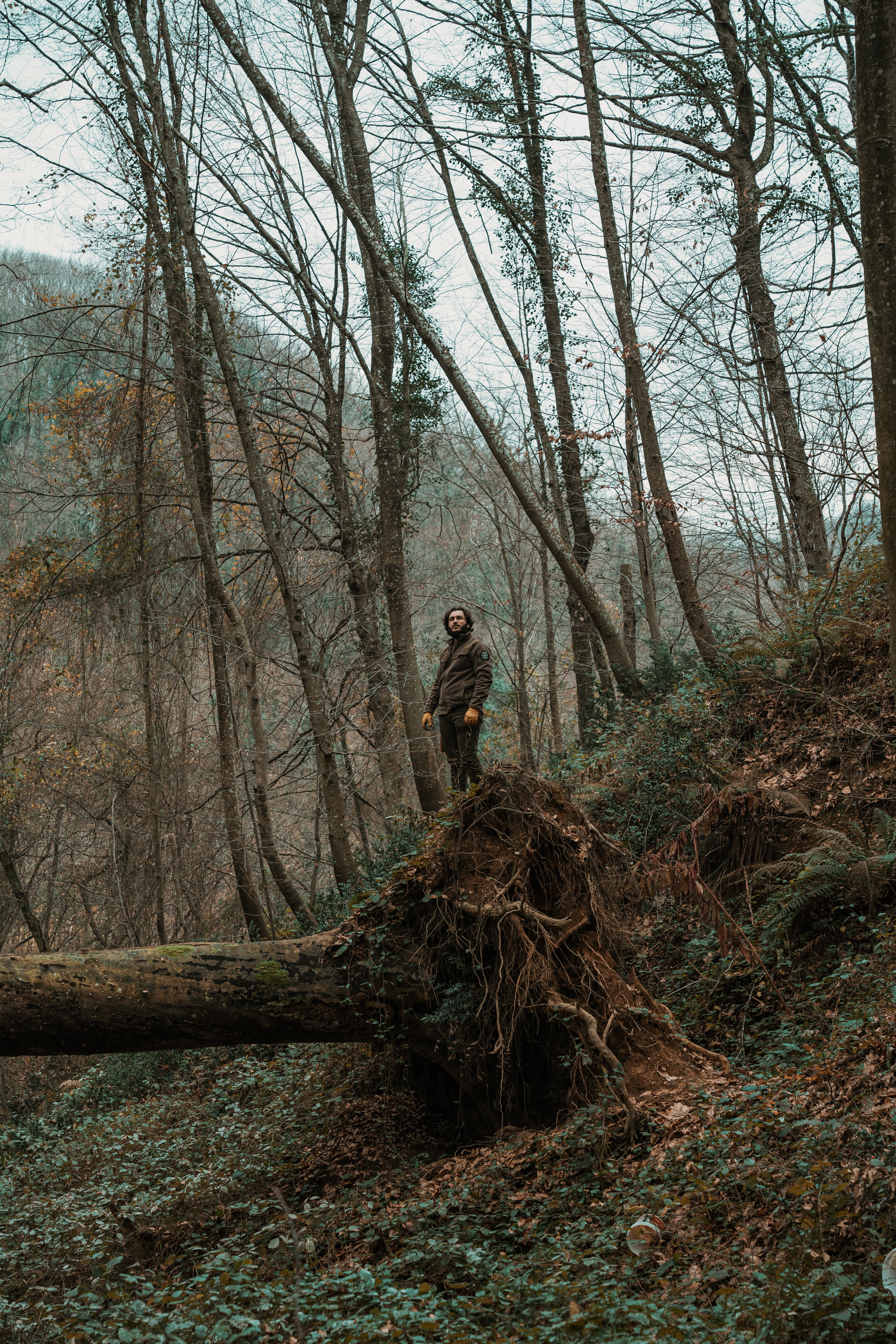 A Fallen Tree in the Forest · Free Stock Photo