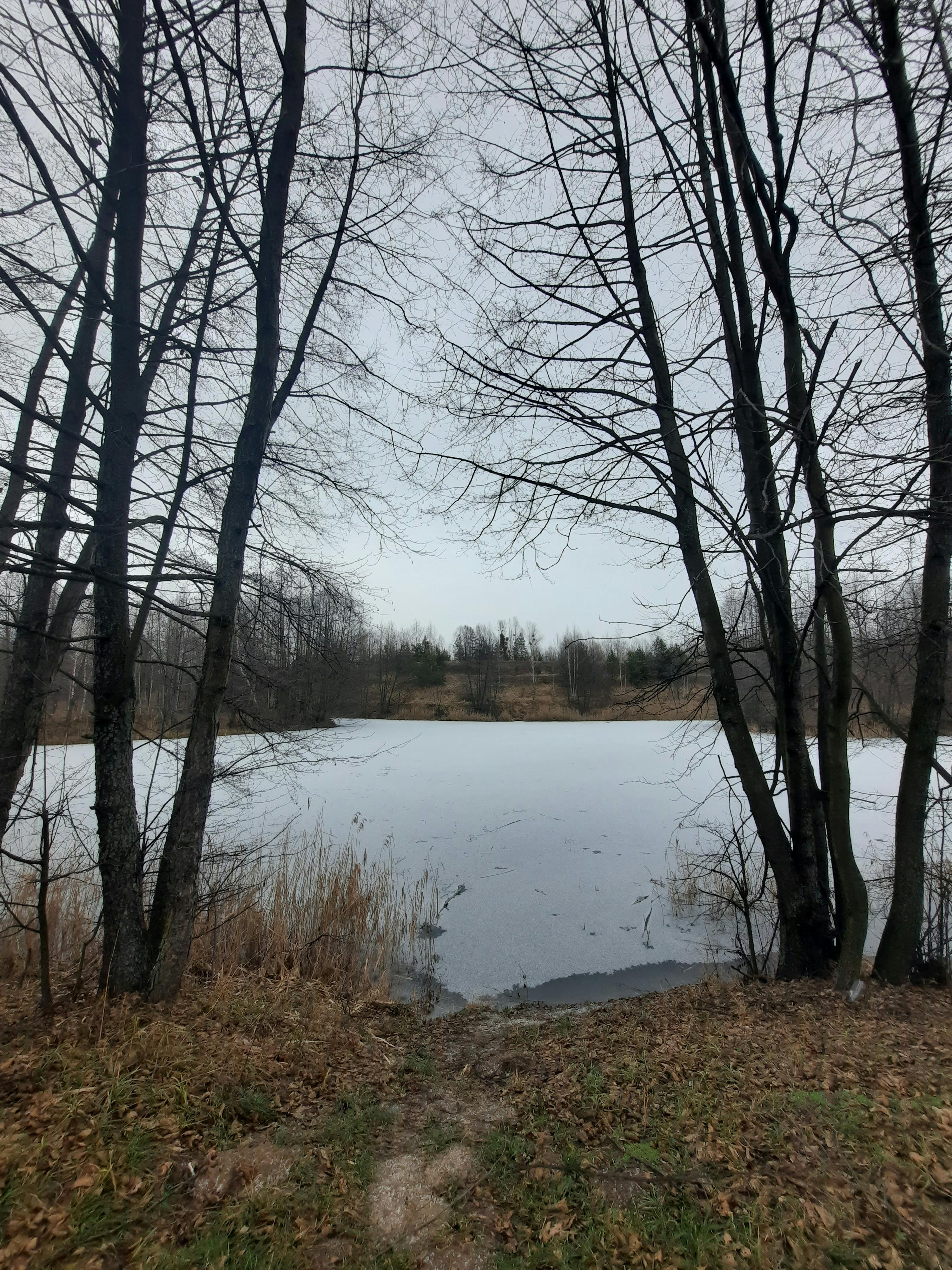A Frozen Body of Water Surrounded by Trees · Free Stock Photo