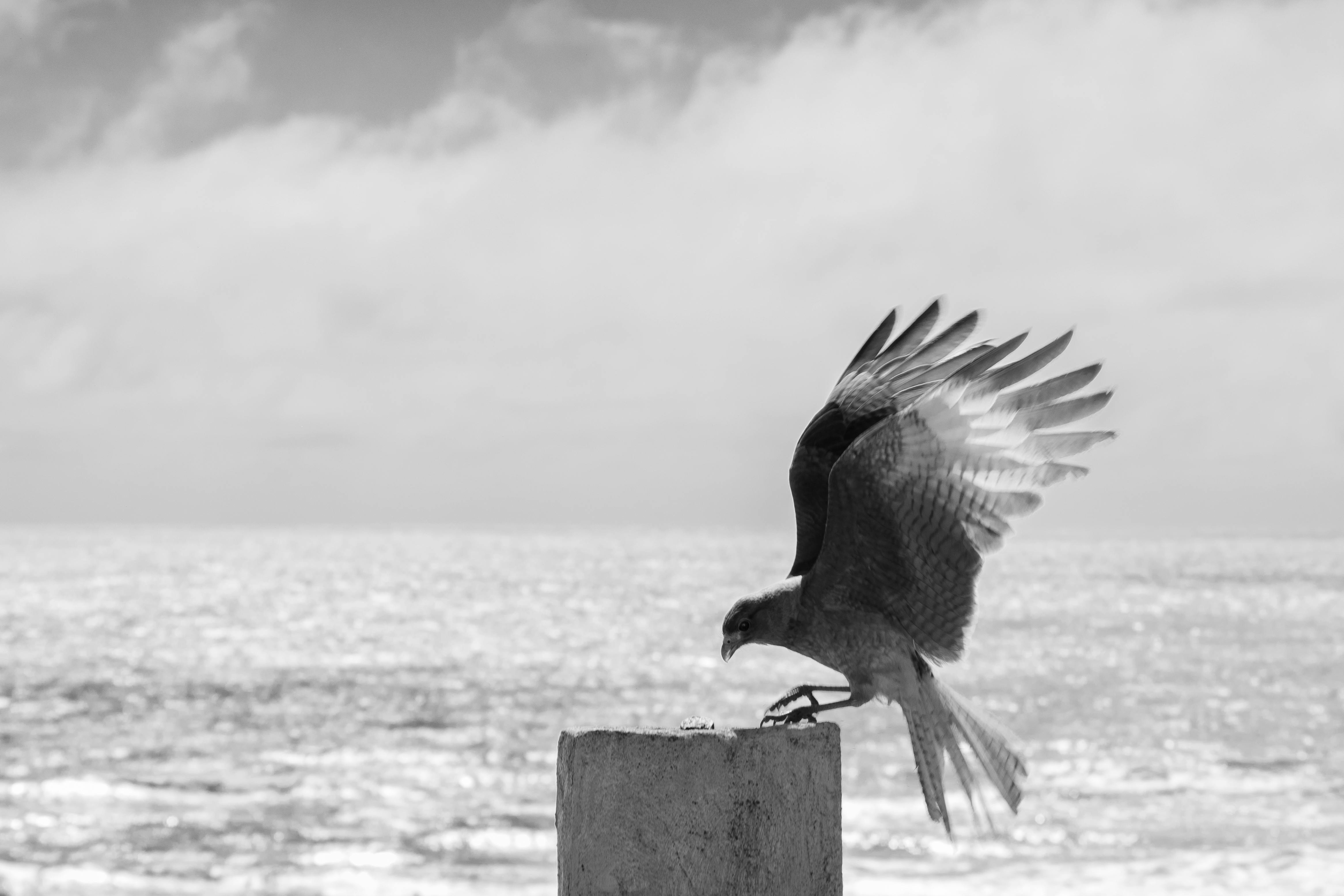 Bird Landing on Post on Sea Shore · Free Stock Photo