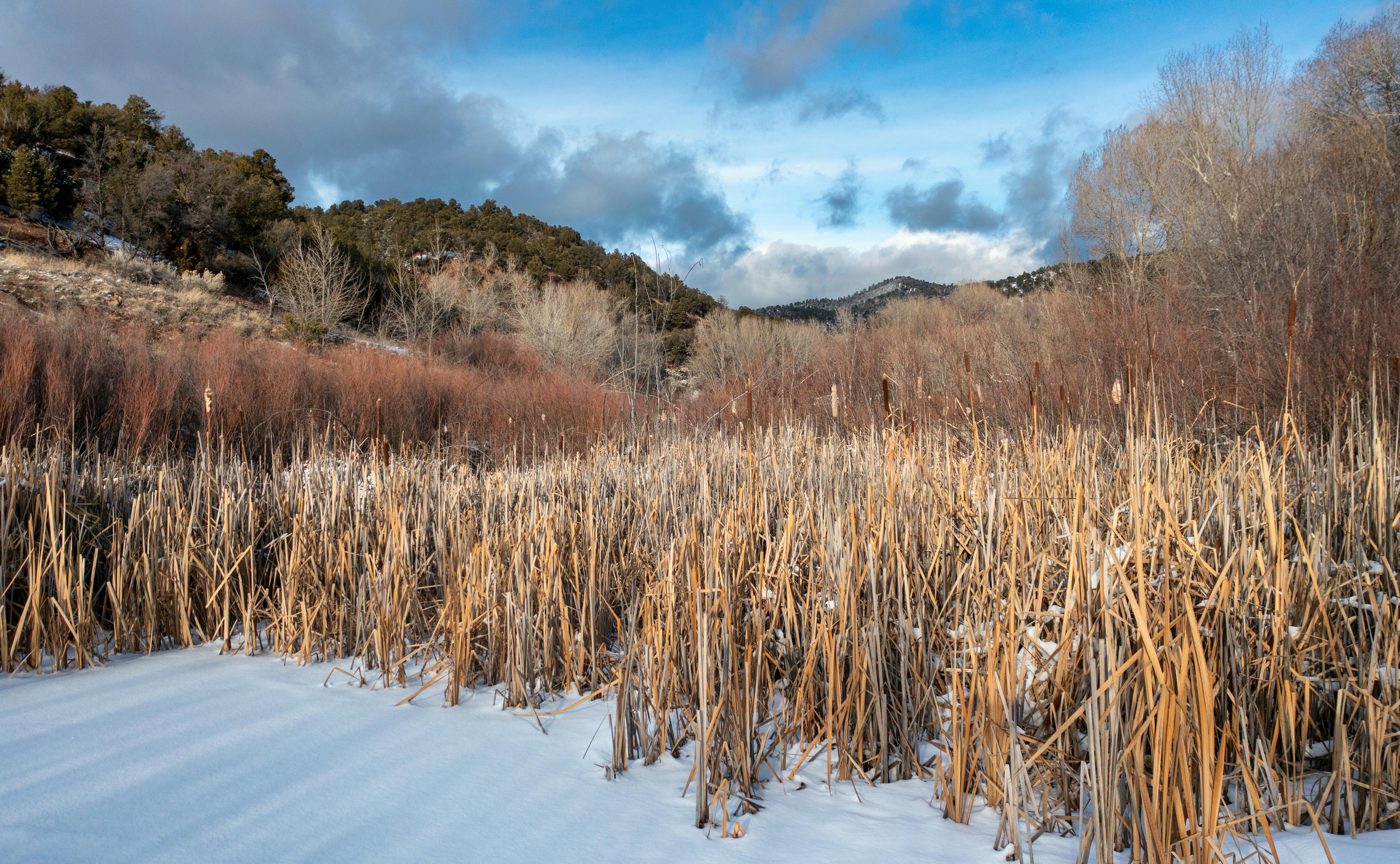 Rushes and Trees in Snow · Free Stock Photo