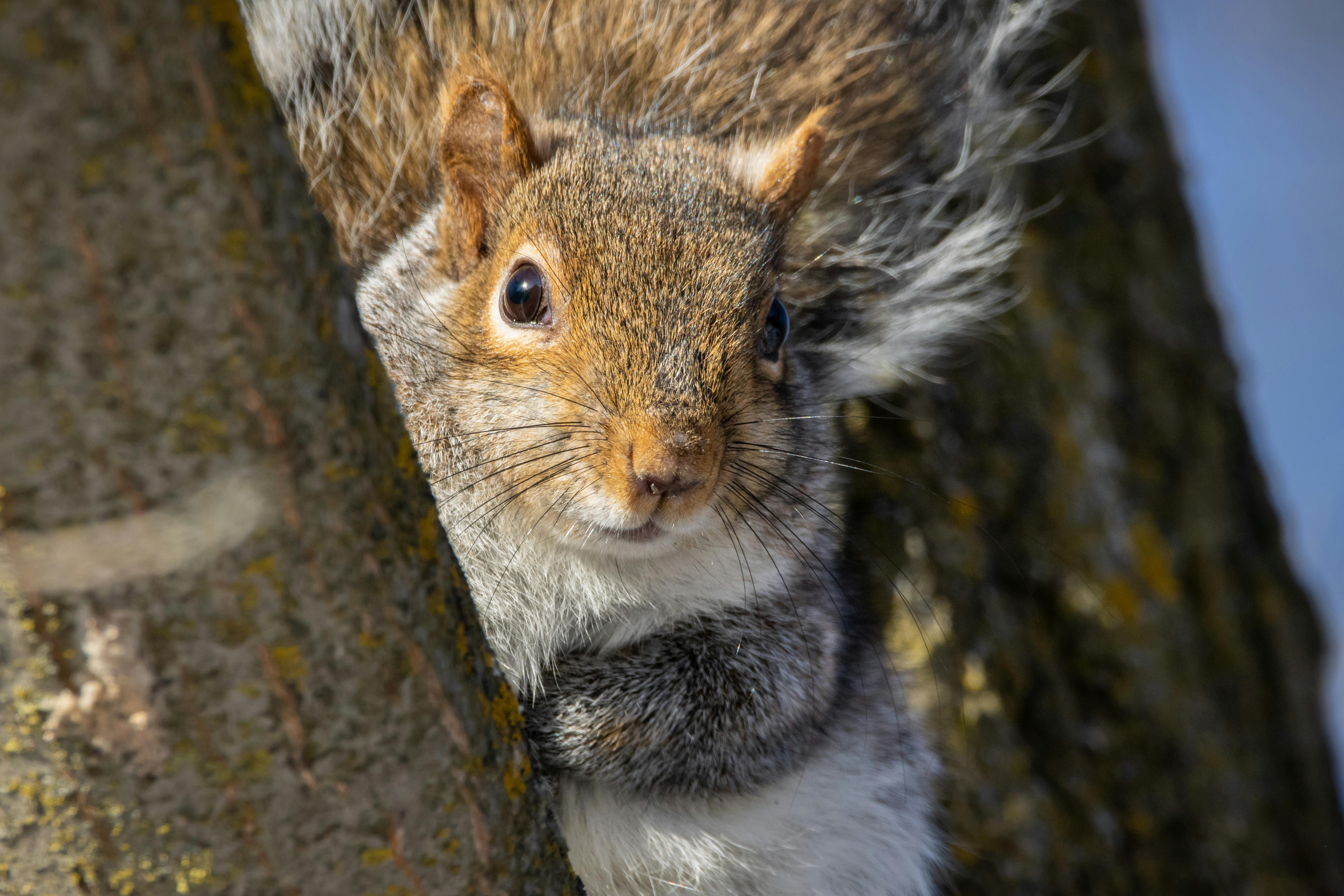 Photo of Squirrel · Free Stock Photo