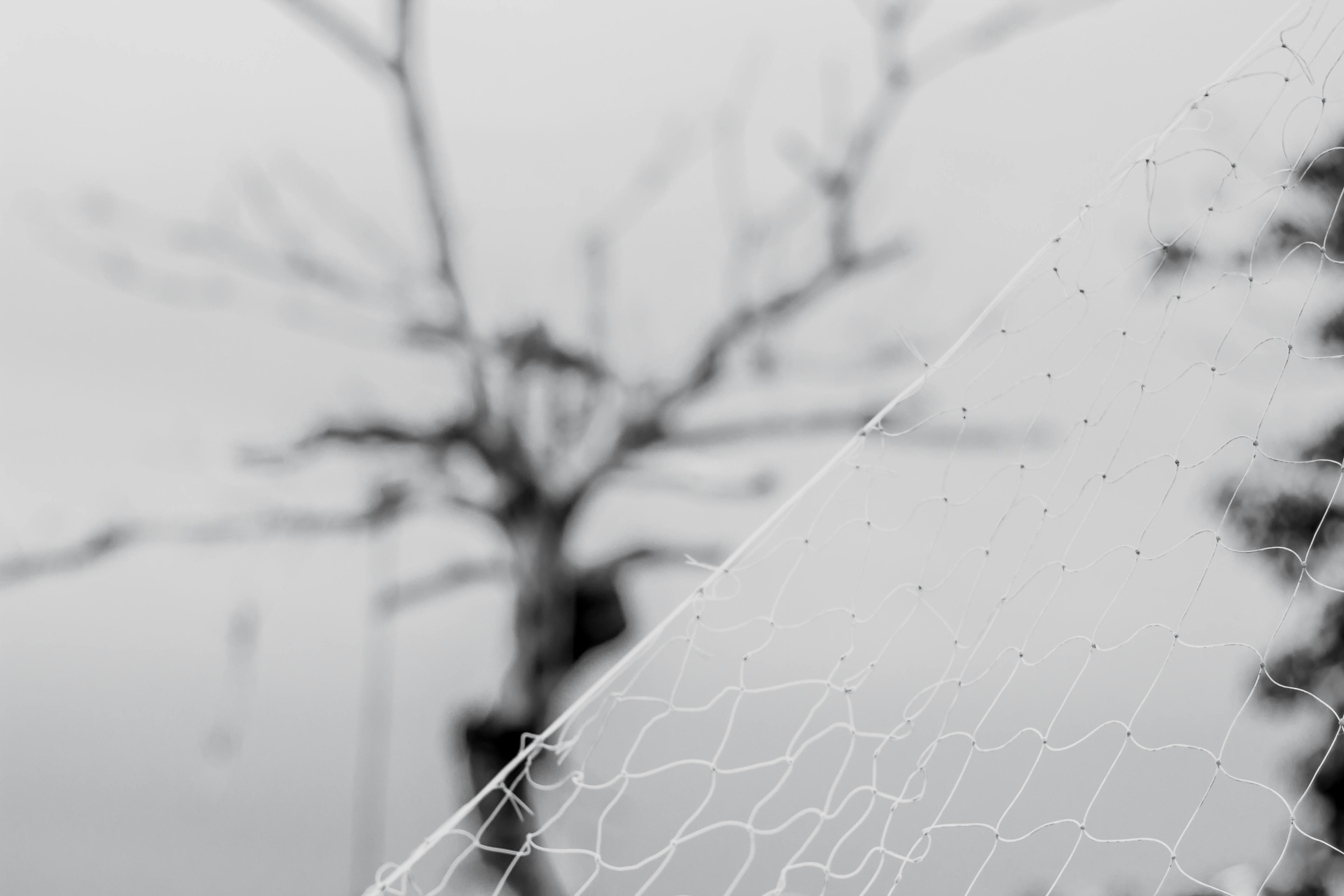Tree behind Gaps in Net · Free Stock Photo