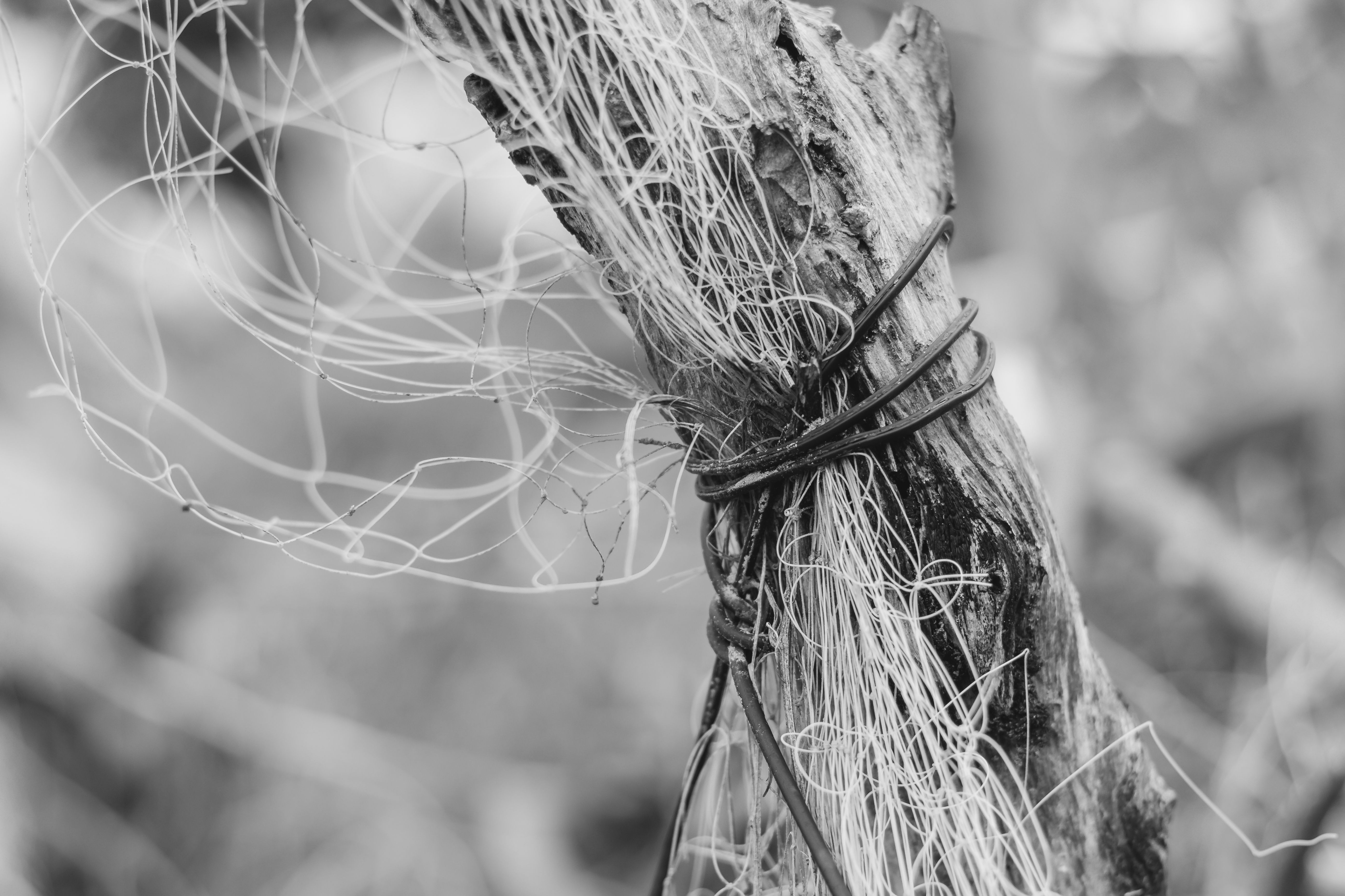 String Bundled to Tree · Free Stock Photo