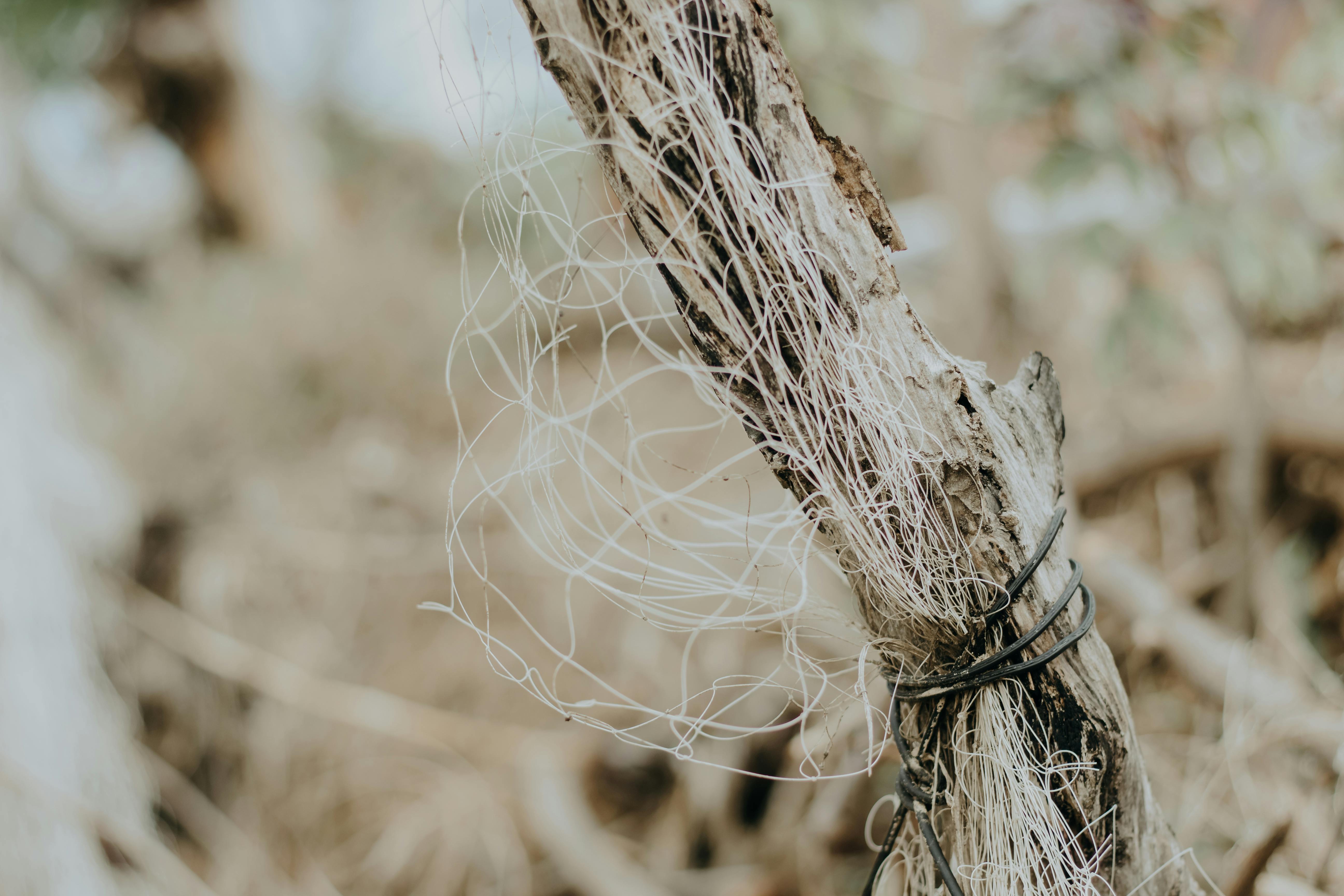 Tied To A Tree Photos, Download The BEST Free Tied To A Tree Stock ...