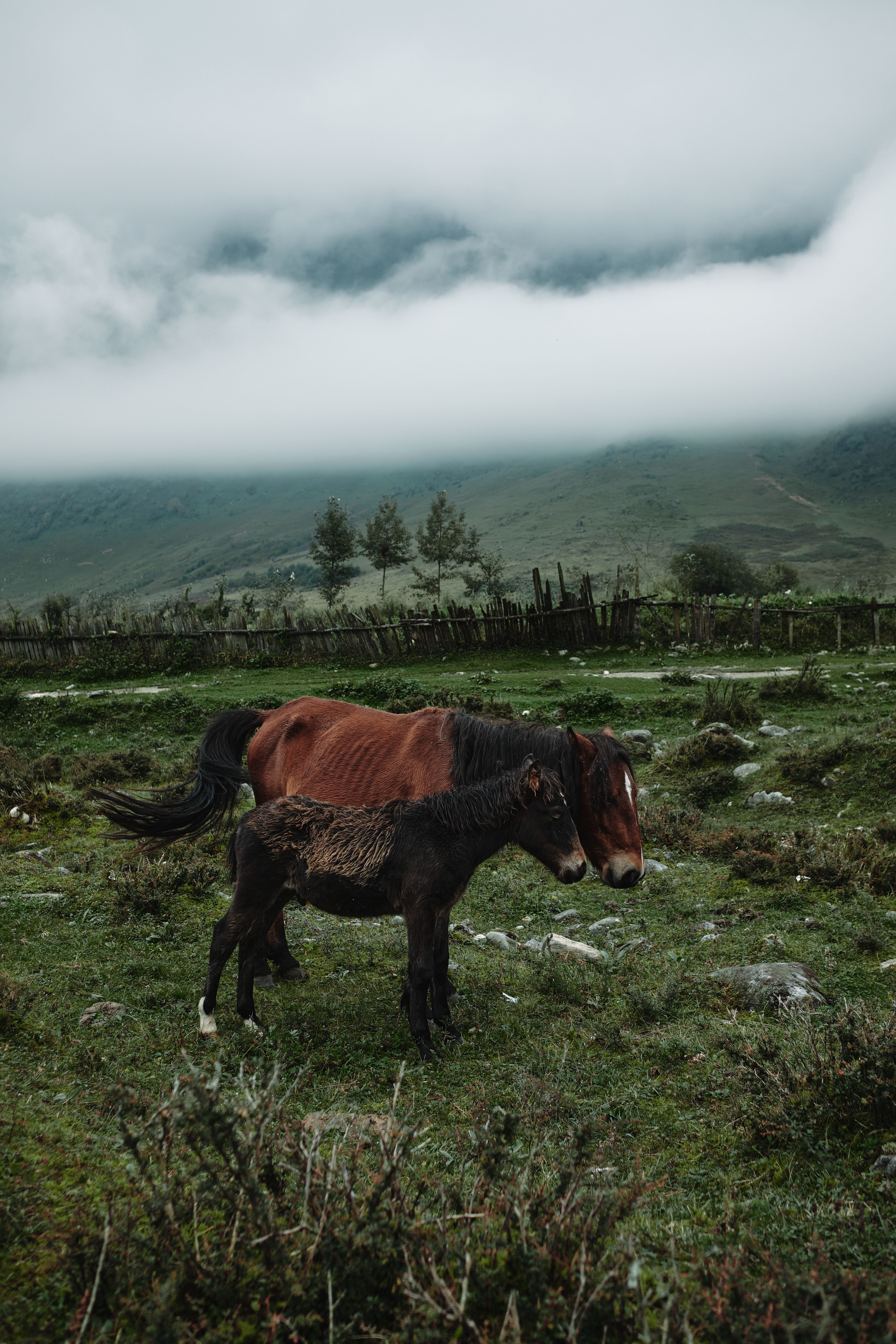 Foto de stock gratuita sobre al aire libre, animal, animales domésticos ...