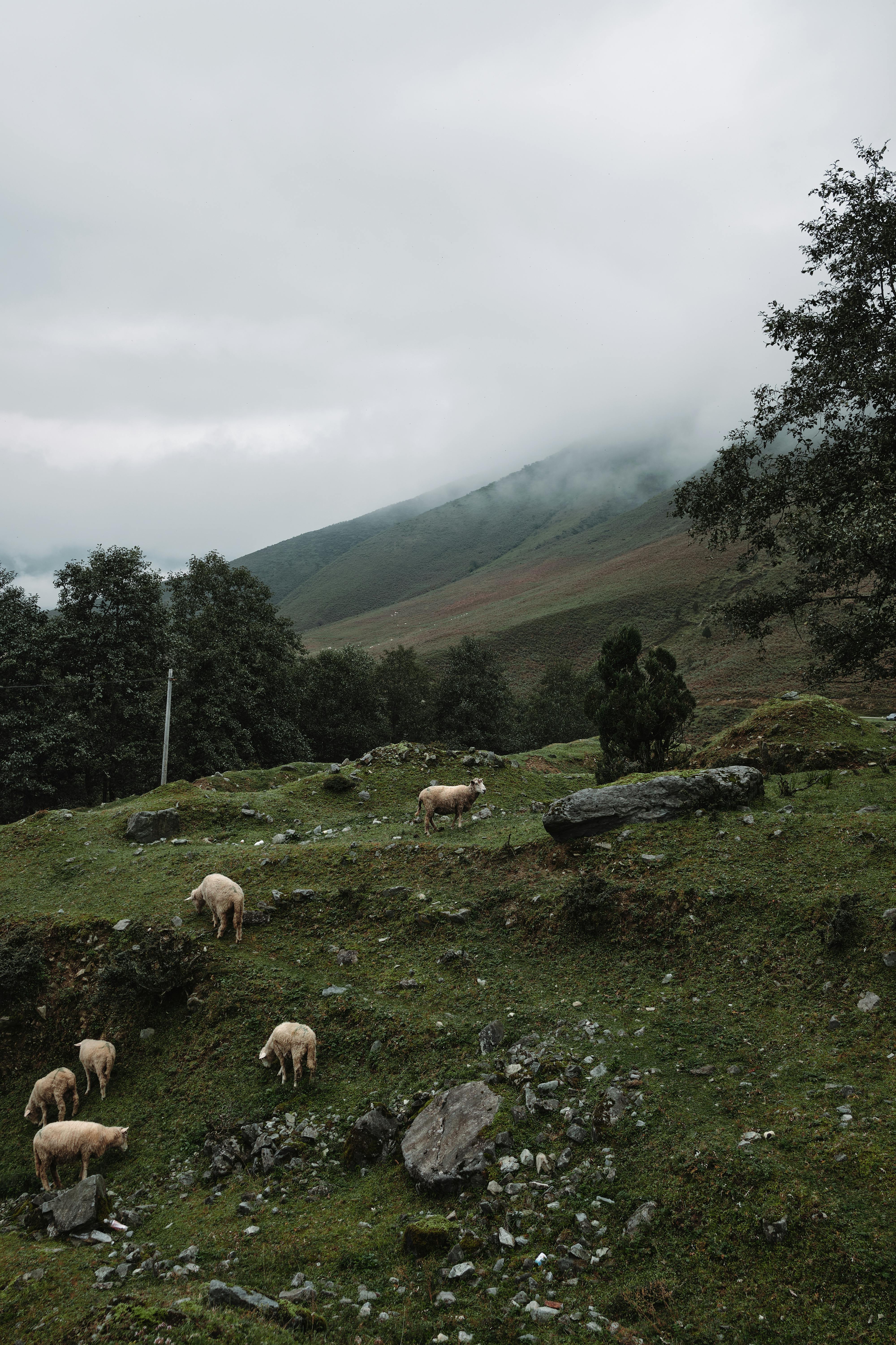 Sheep Wandering over the Mountains · Free Stock Photo