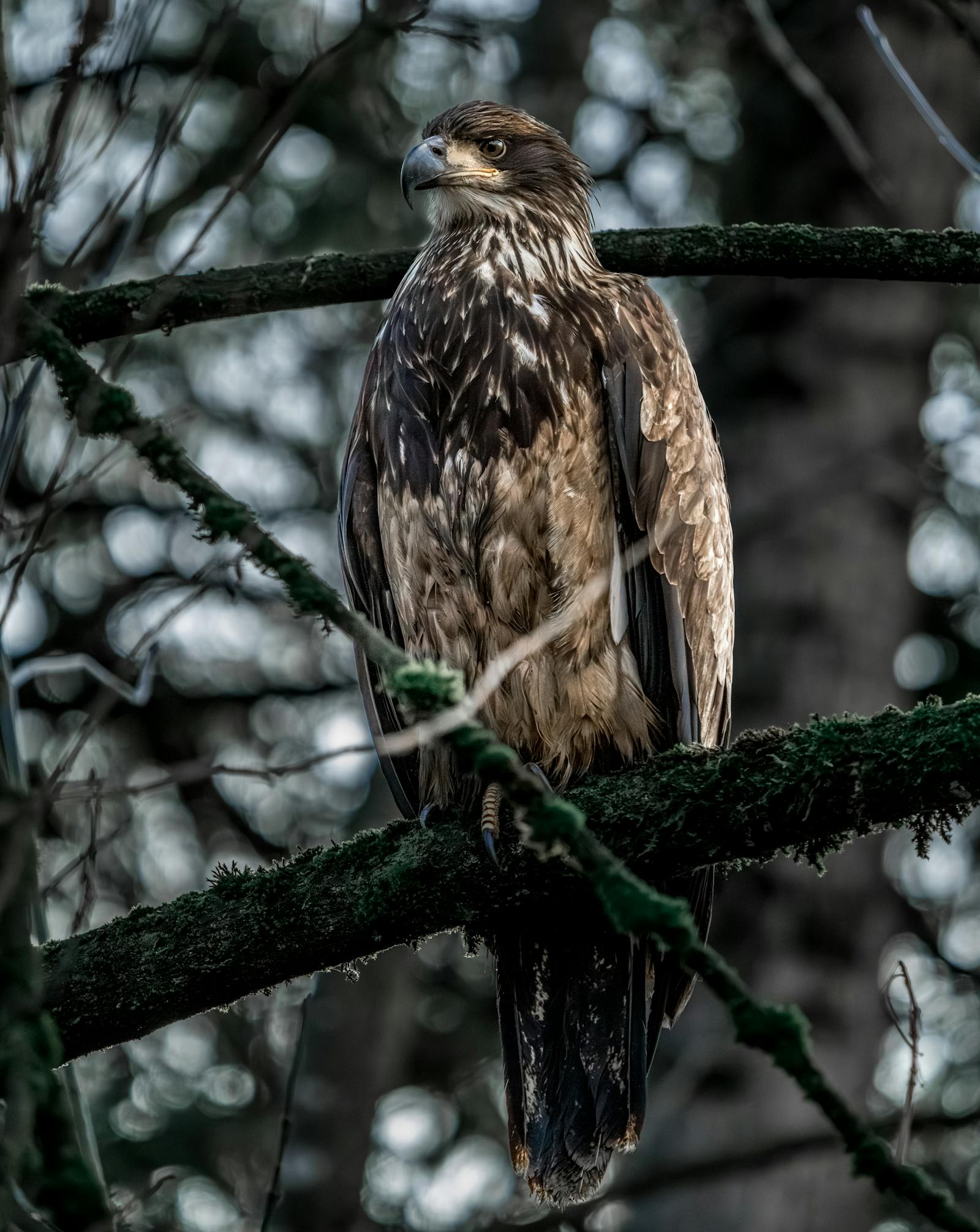 Indian Falcon Photos, Download The BEST Free Indian Falcon Stock Photos ...