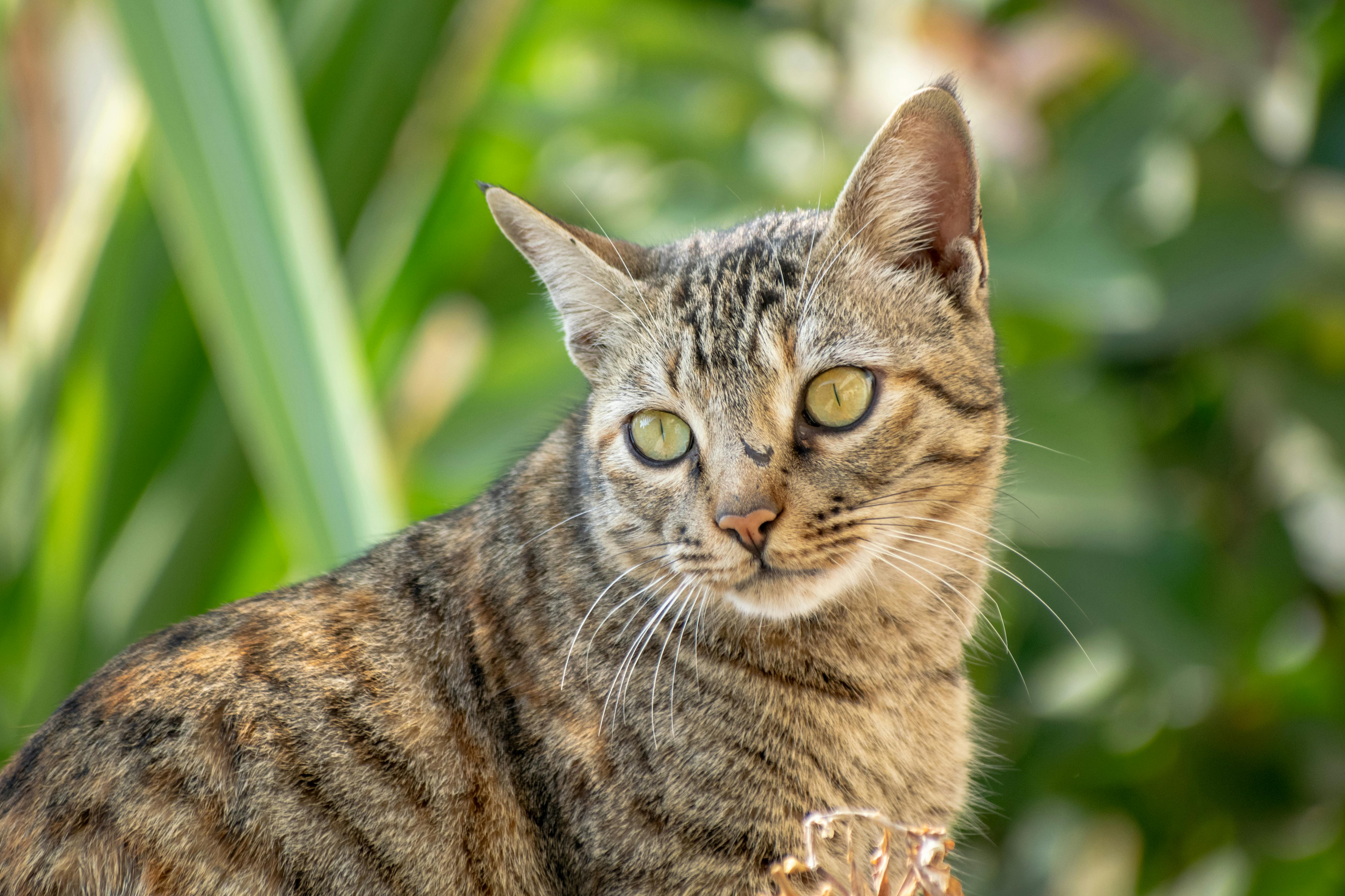 Fluffy Tabby Cat · Free Stock Photo