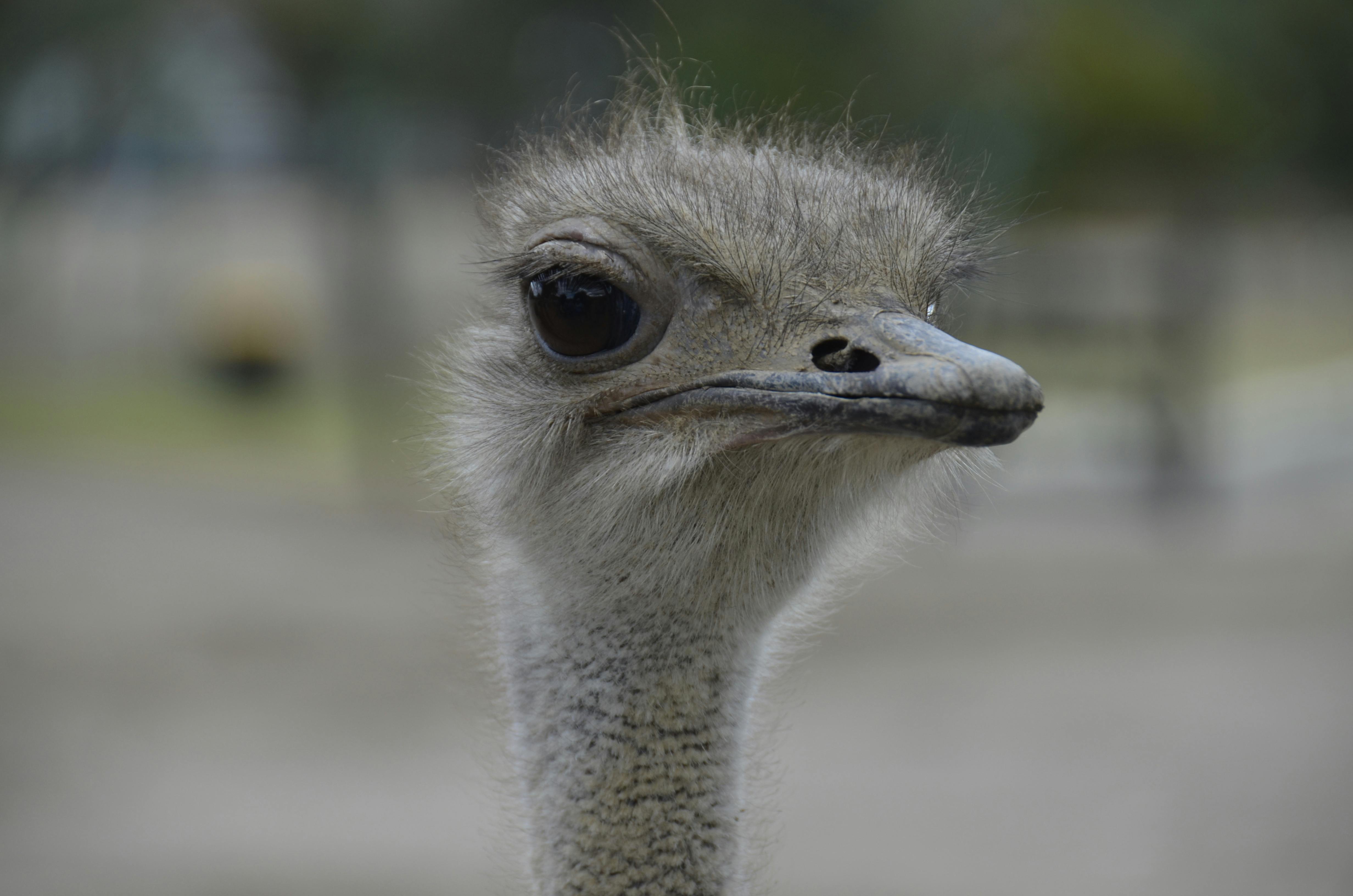 luigi alvarez - 摄影