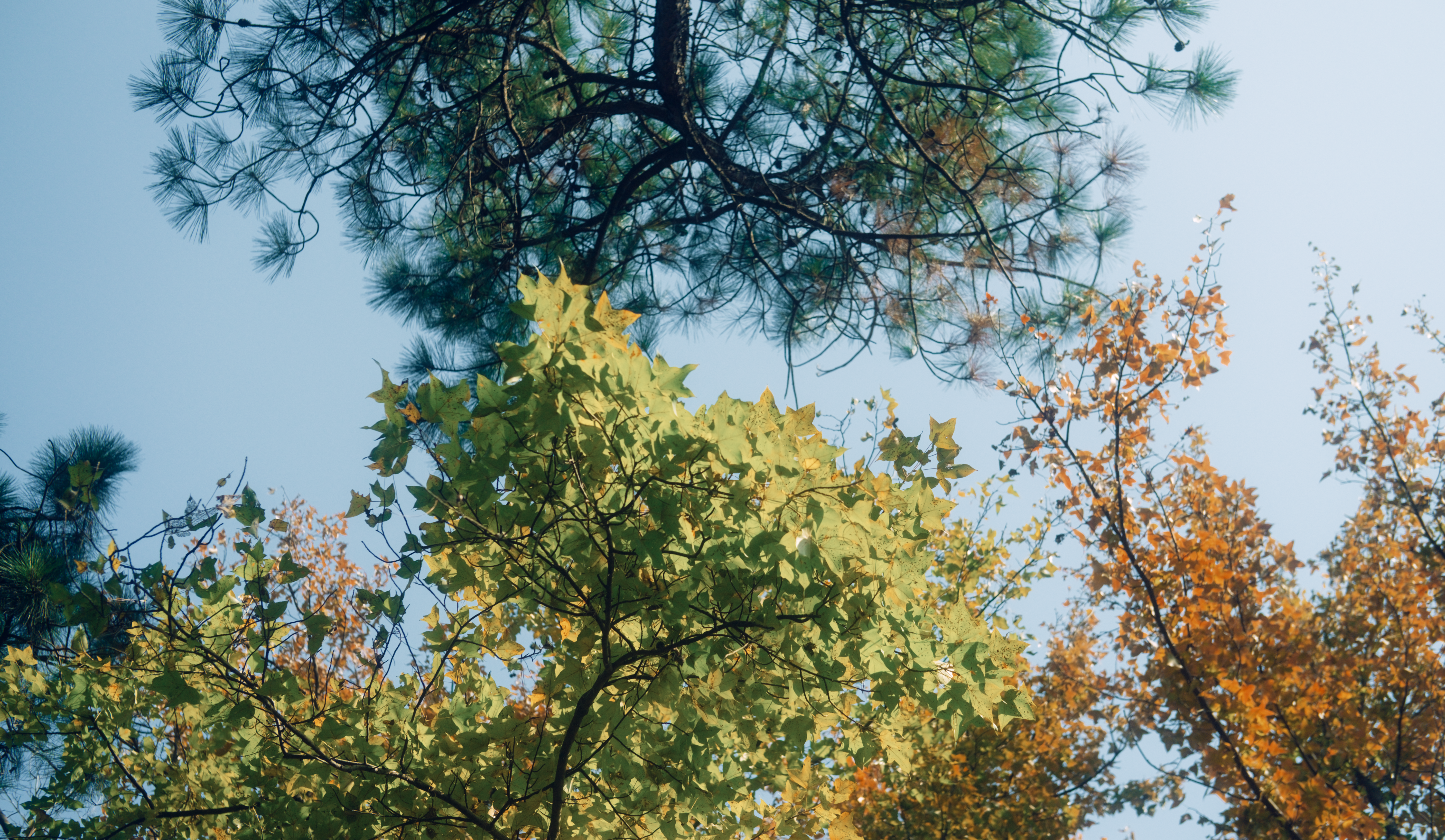 Branches of Deciduous Trees in Autumn · Free Stock Photo