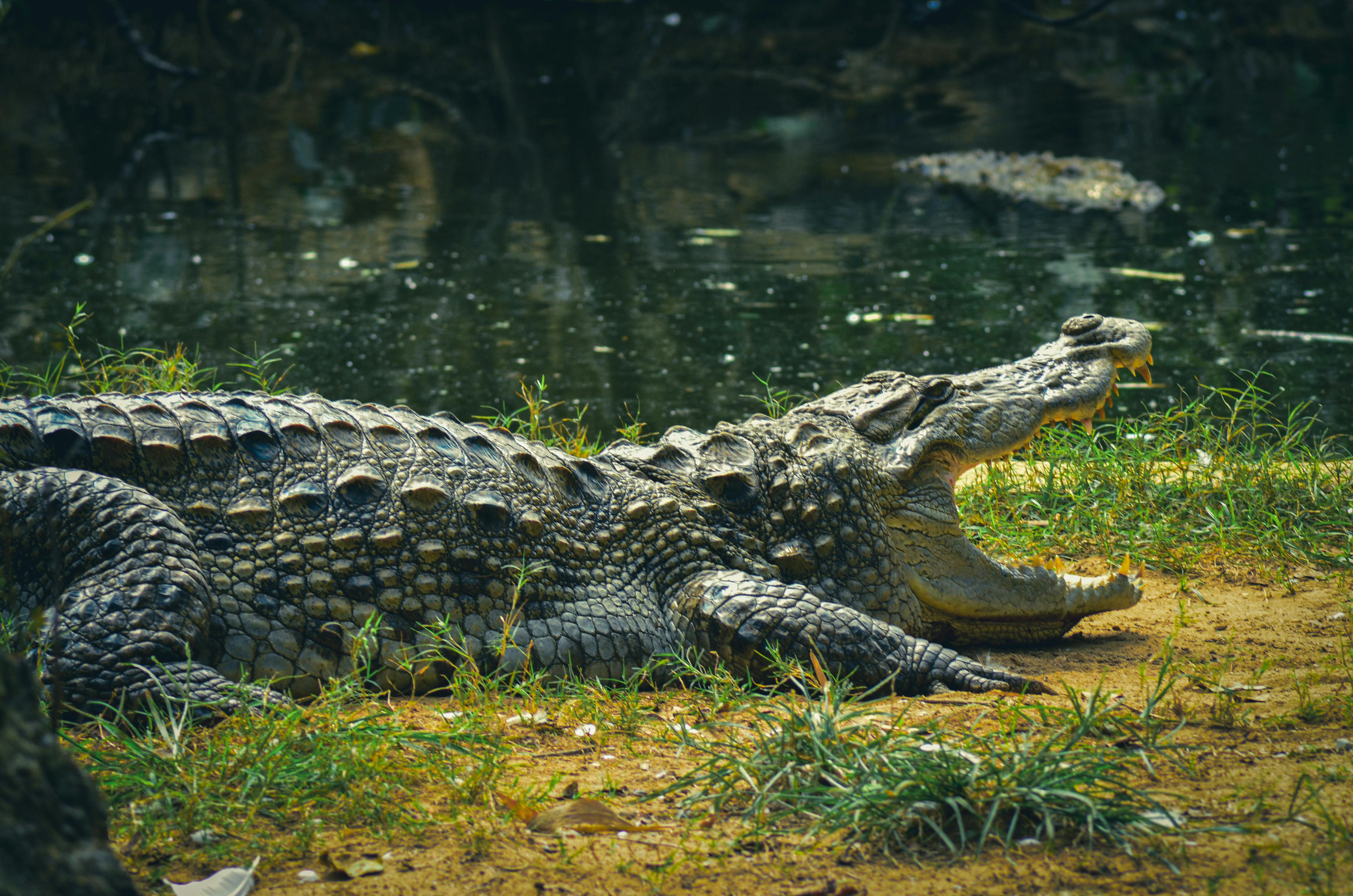 Water Wyvern Photos, Download The BEST Free Water Wyvern Stock Photos ...