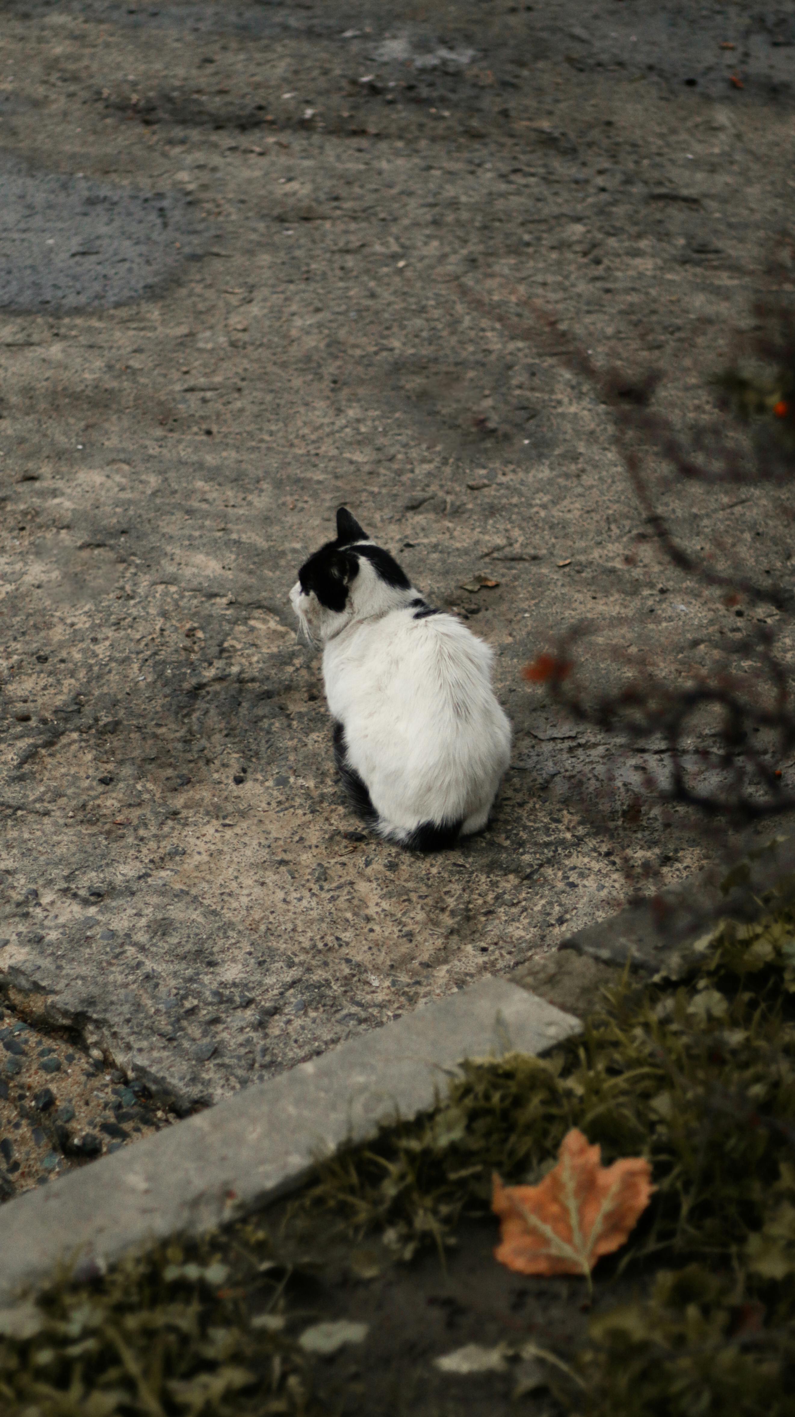 Obada Fa - Fotografía