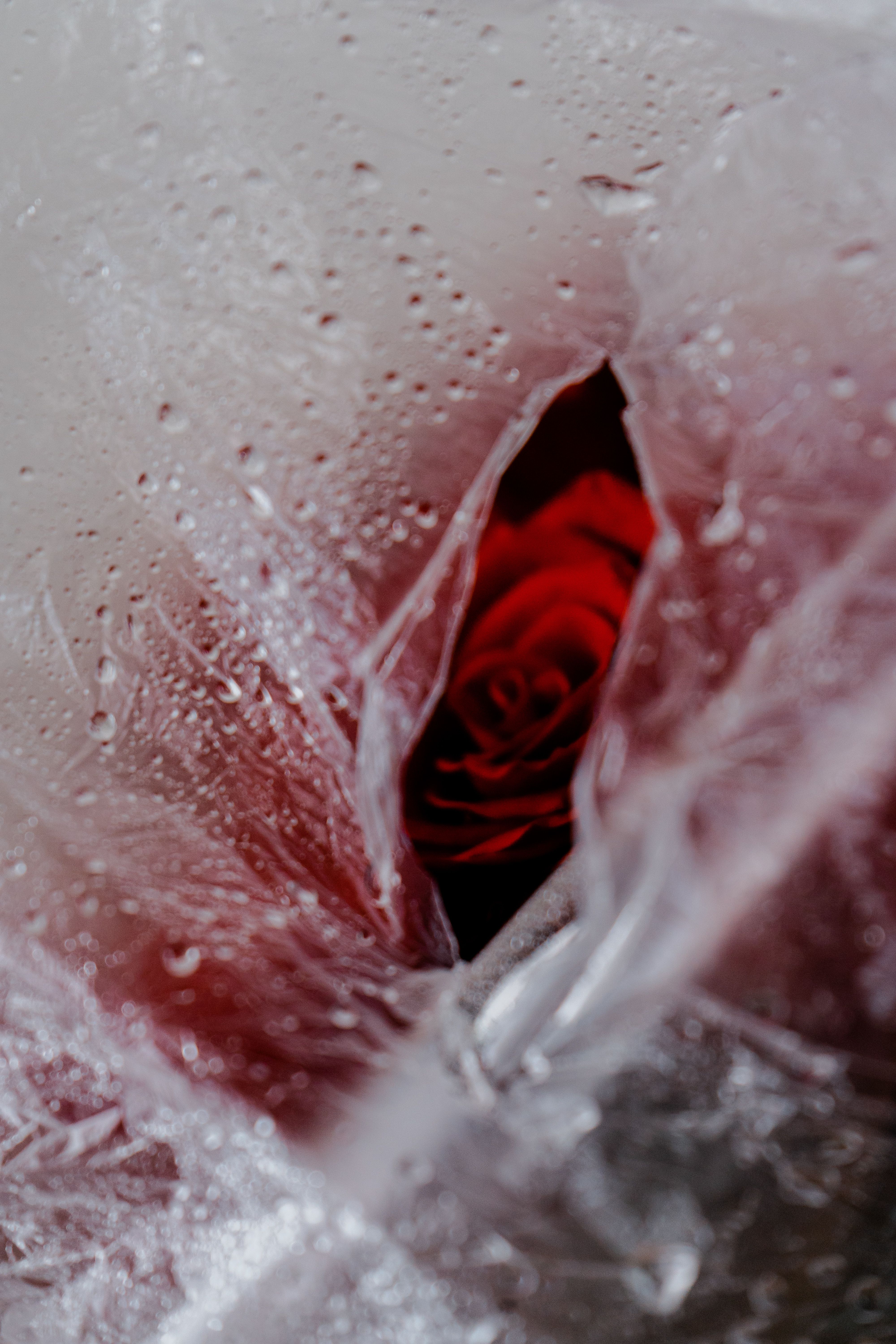 A red rose is wrapped in ice · Free Stock Photo