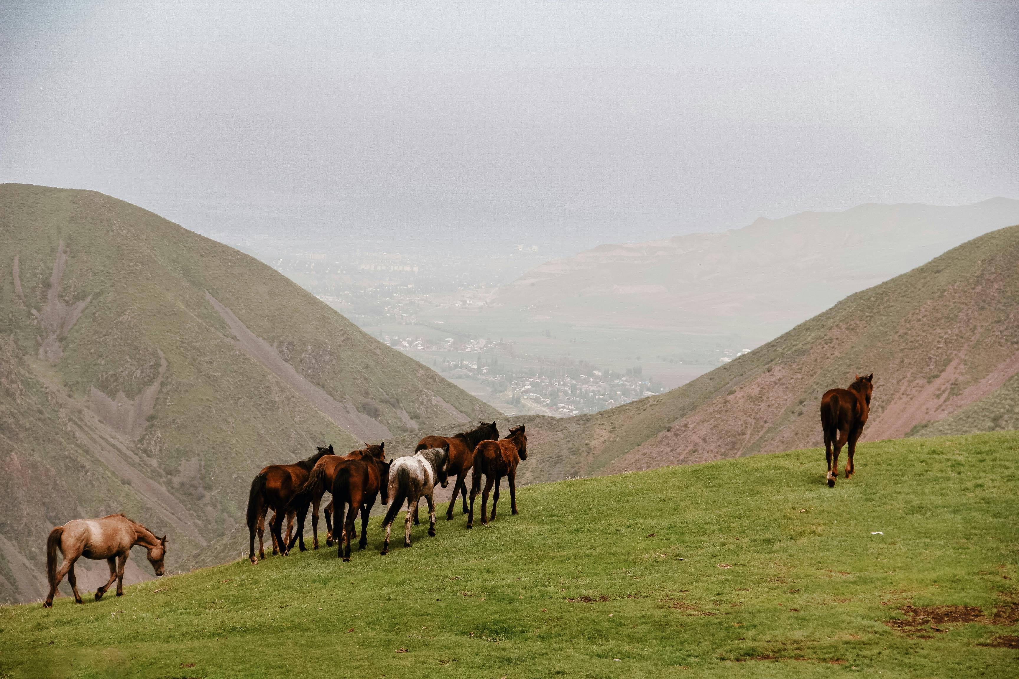 Horses in Mountains · Free Stock Photo