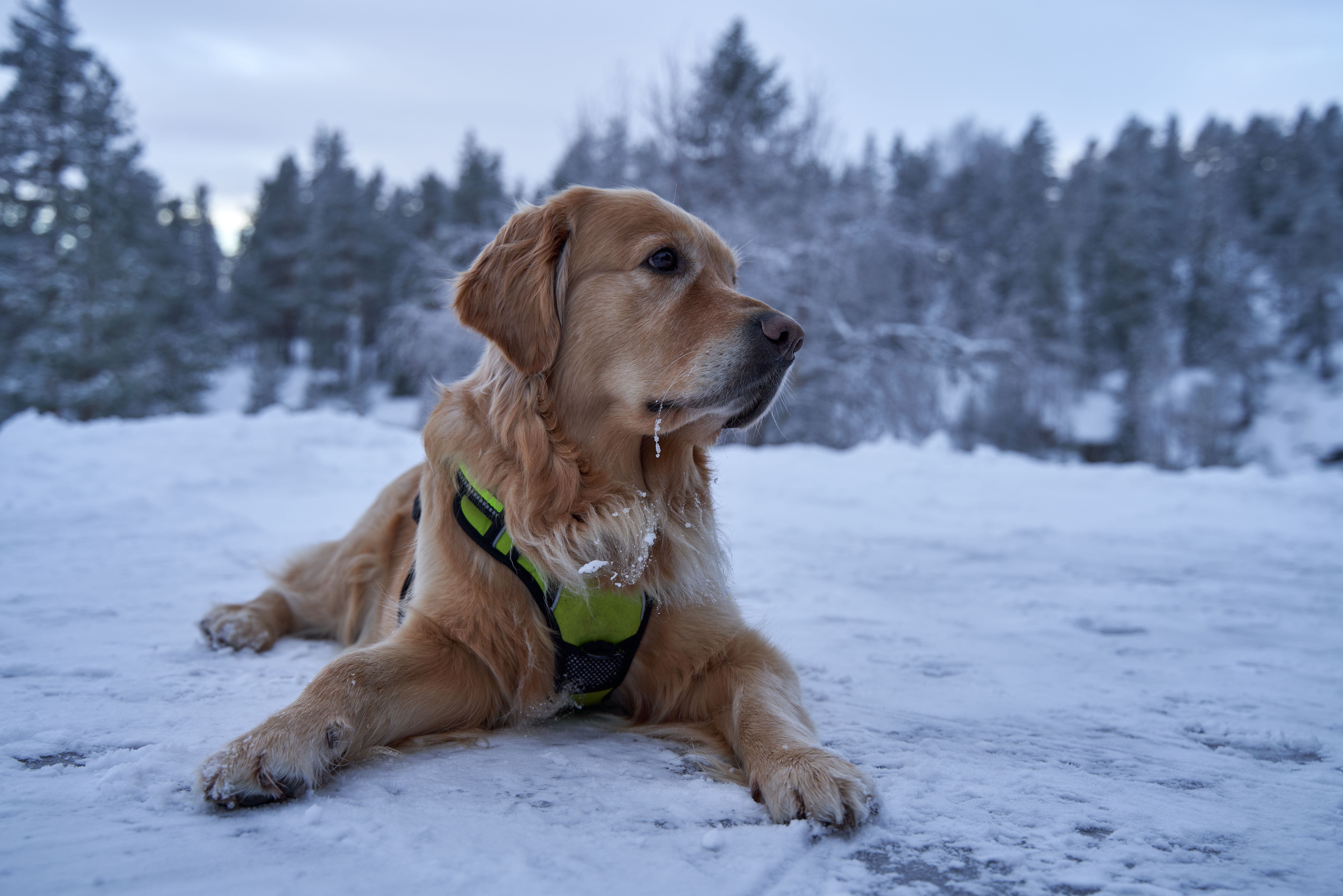 Dog Typing Photos, Download The BEST Free Dog Typing Stock Photos & HD ...